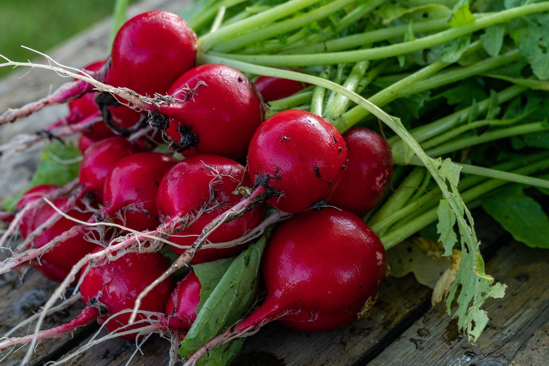 Red Radish Seeds Canada, Round Crisp Tasty Radishes, Fast Growing Root ...