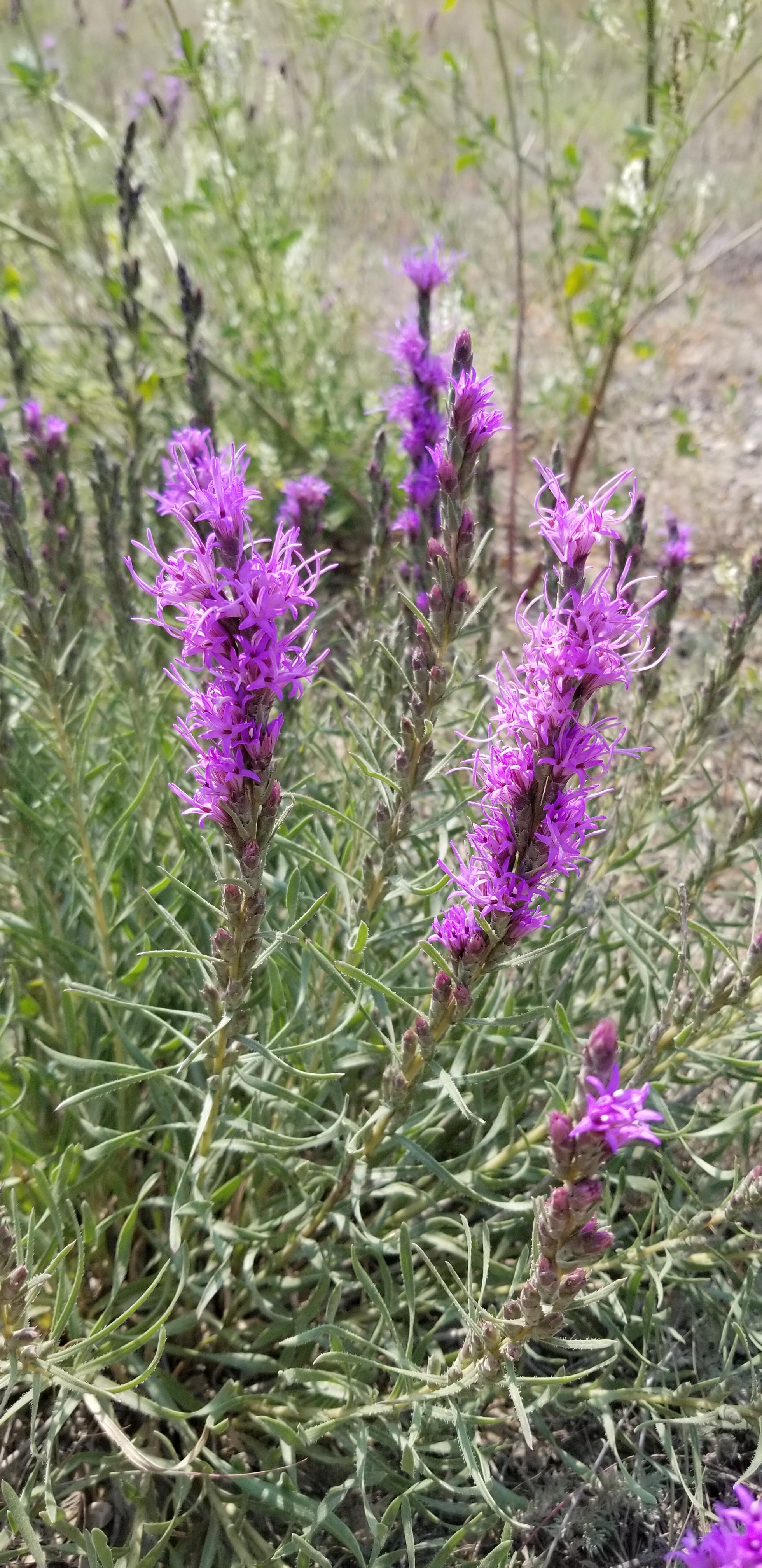 Dotted Blazingstar Seeds Canada, Liatris Punctata, Narrow Gayfeather ...