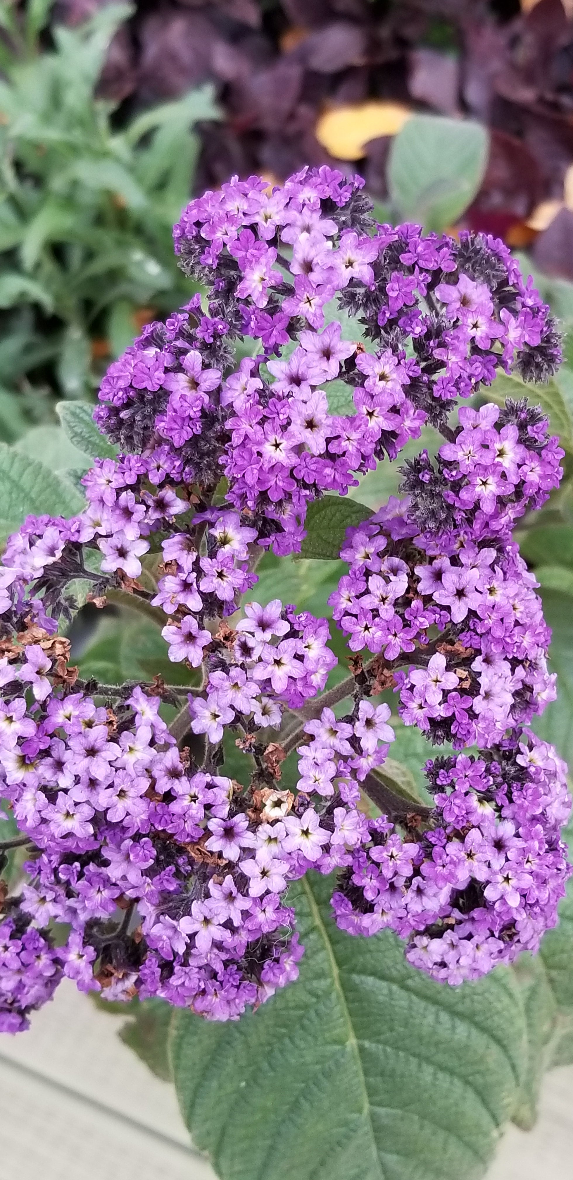 Dwarf Heliotrope Seeds Canada, Annual Purple Flower, Fragrant Scented ...