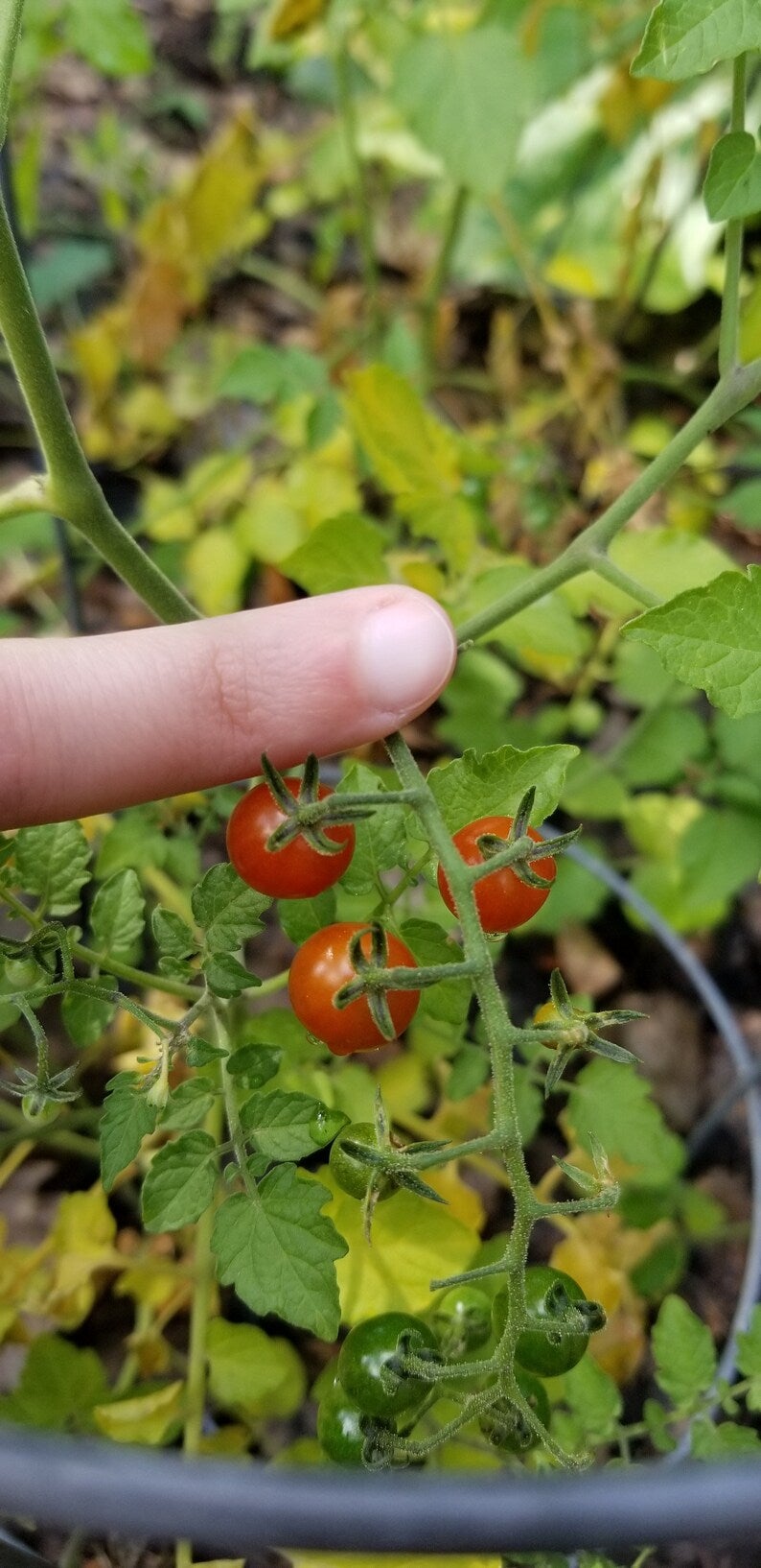 RARE Spoon Tomato Seeds Canada, Tiny Tomato, Small Red Tomato Plant ...