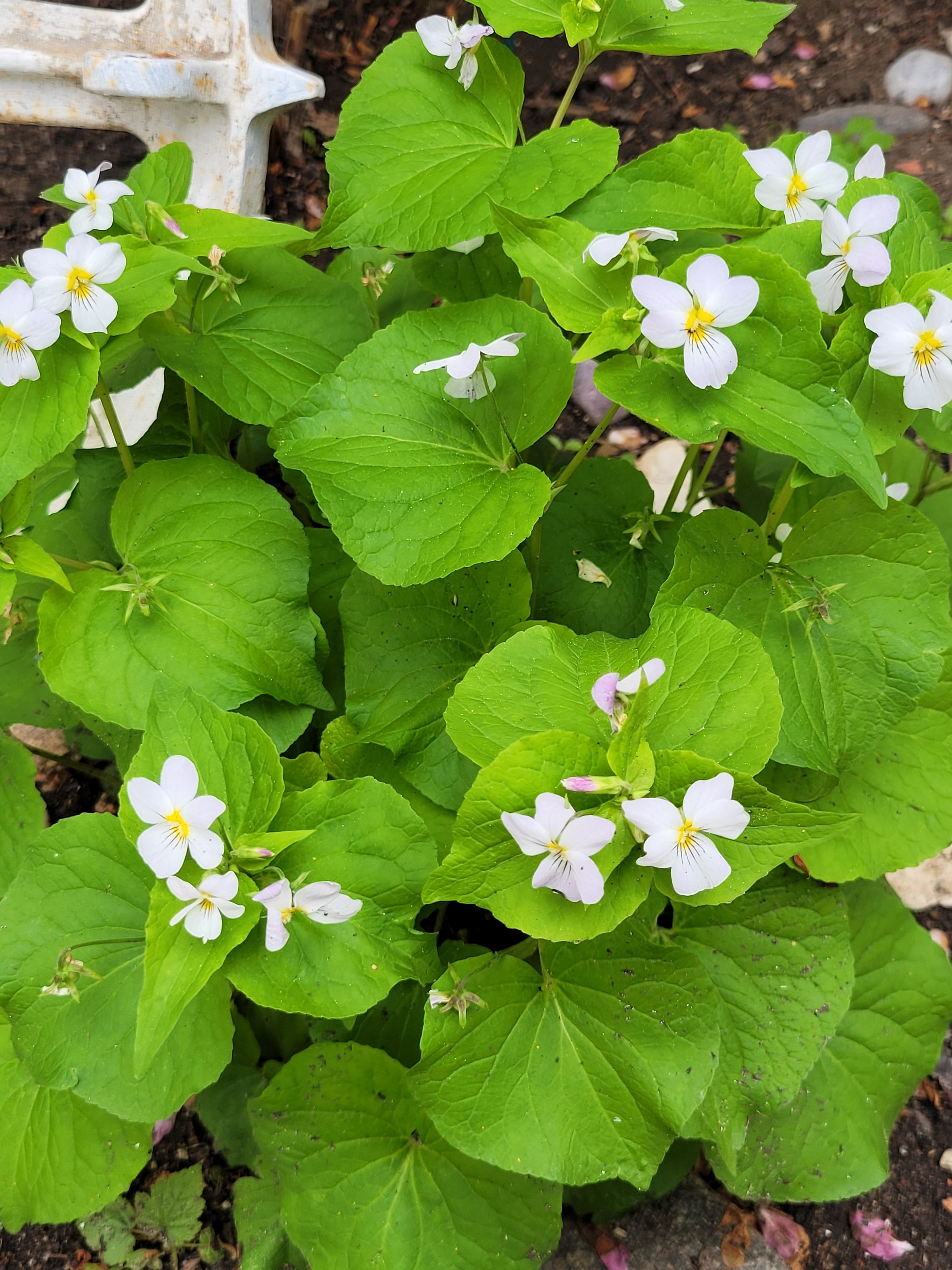 Canada Violet Seeds, Viola Canadensis, Native White Violet, Wood Violet ...