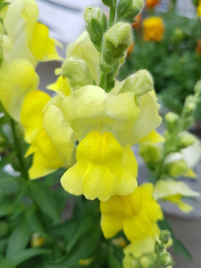 Bright NEON Yellow Snapdragon Flower Seeds Canada, Annual Muflier Seed ...