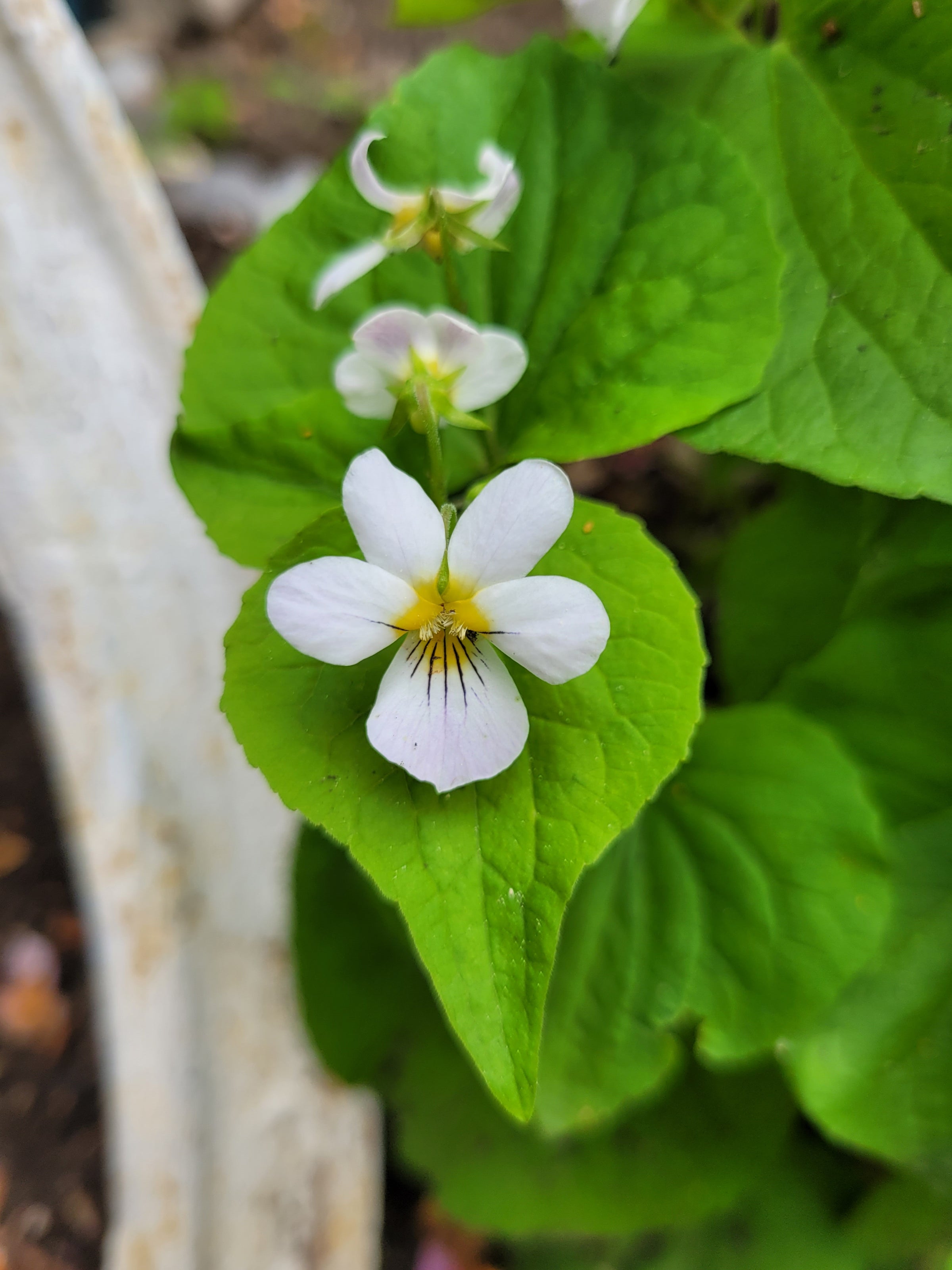 Canada Violet Seeds, Viola Canadensis, Native White Violet, Wood Violet ...