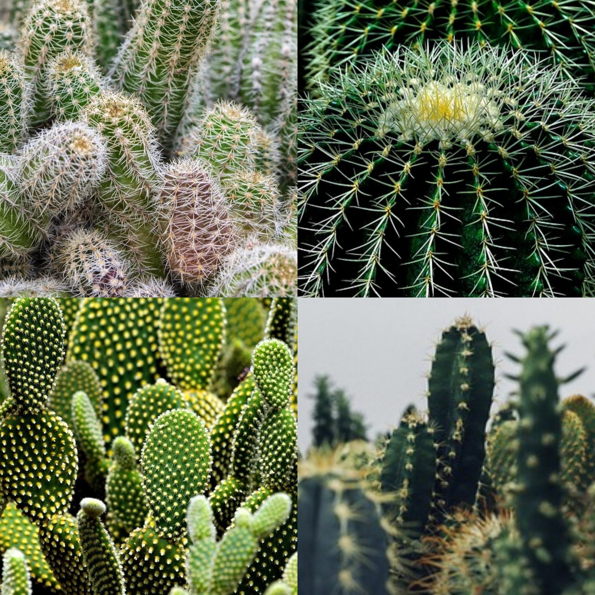 Cactus Seeds Canada, Mixed Cactus Seed Blend, Cactus Plants, Succulent ...
