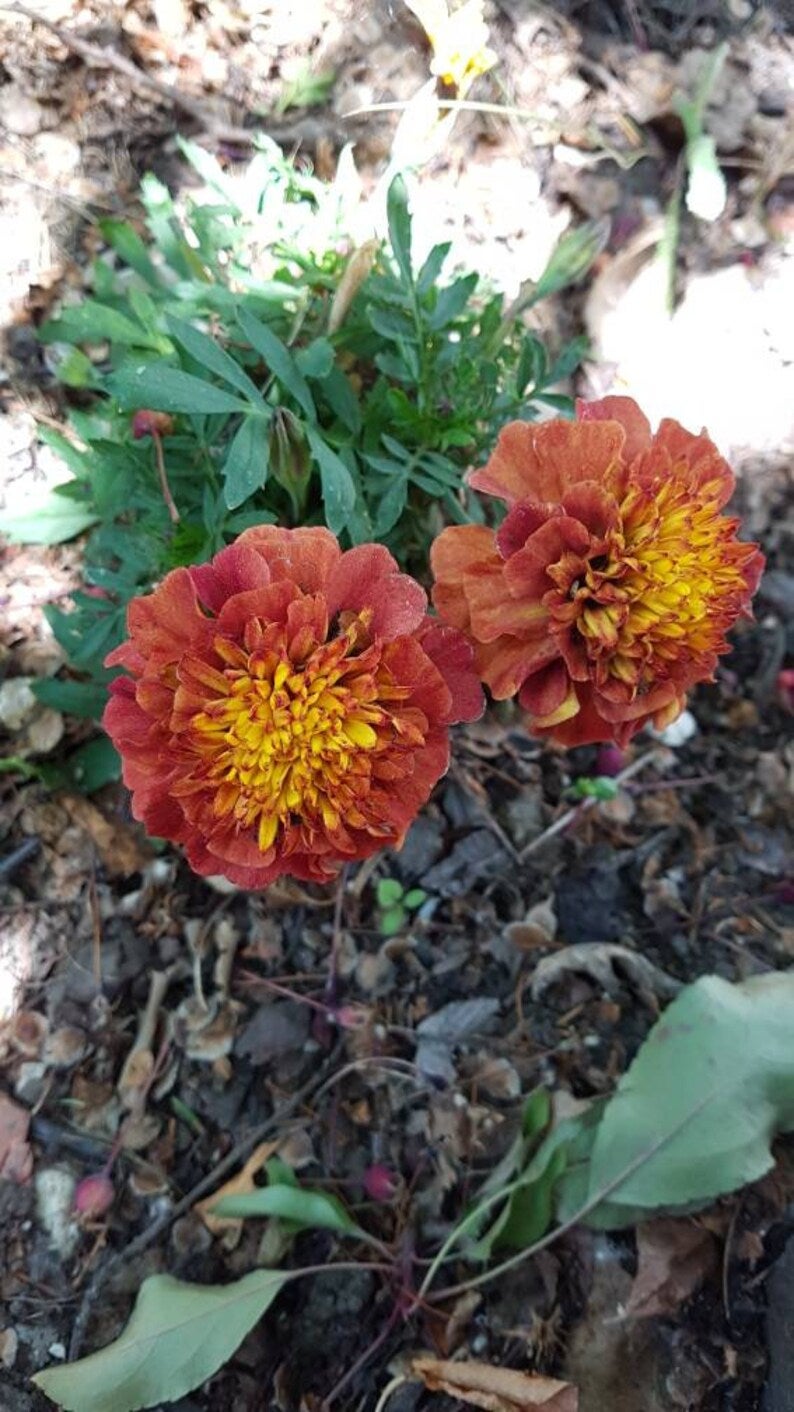 Pink Marigold Flower Seeds Canada, Rare Strawberry Blonde Salmon Annual ...
