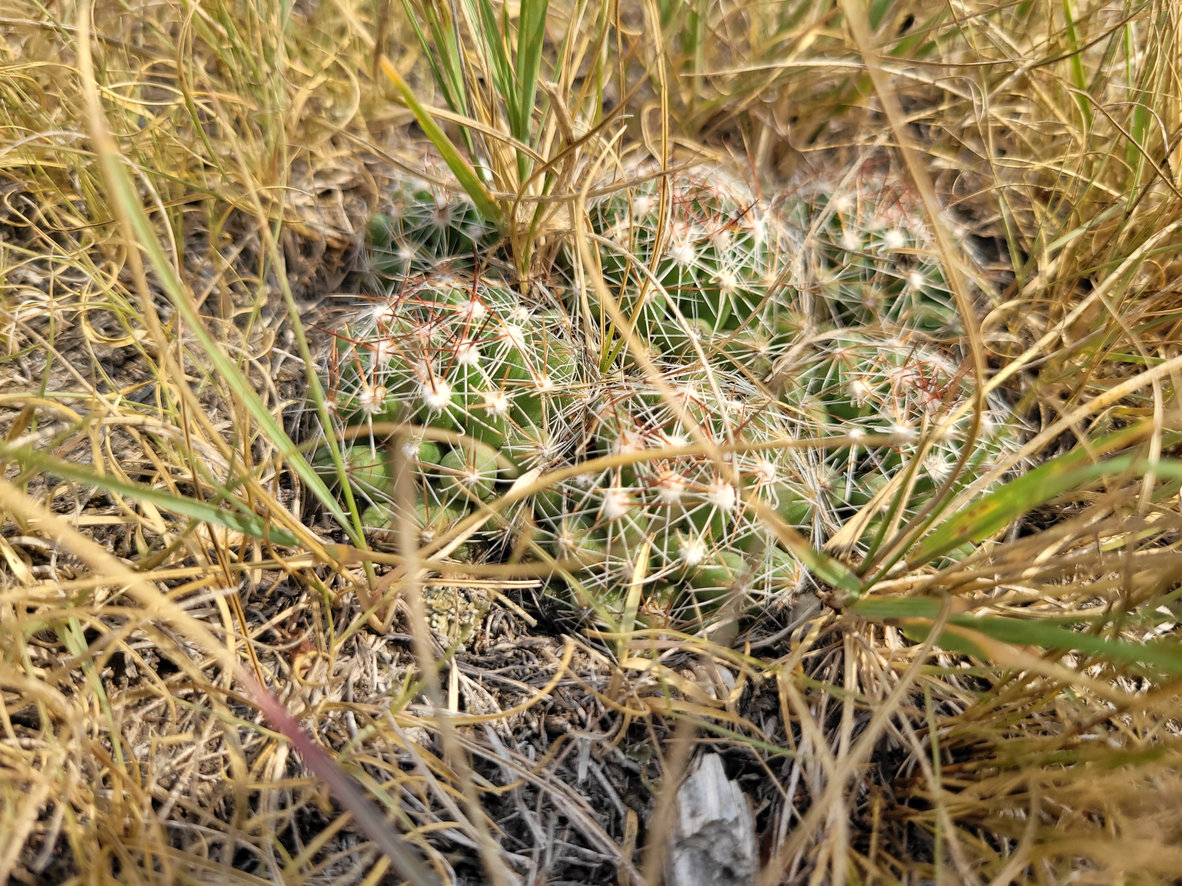 RARE Spinystar Cactus Seeds Canada, Native Canadian Perennial Cactus ...