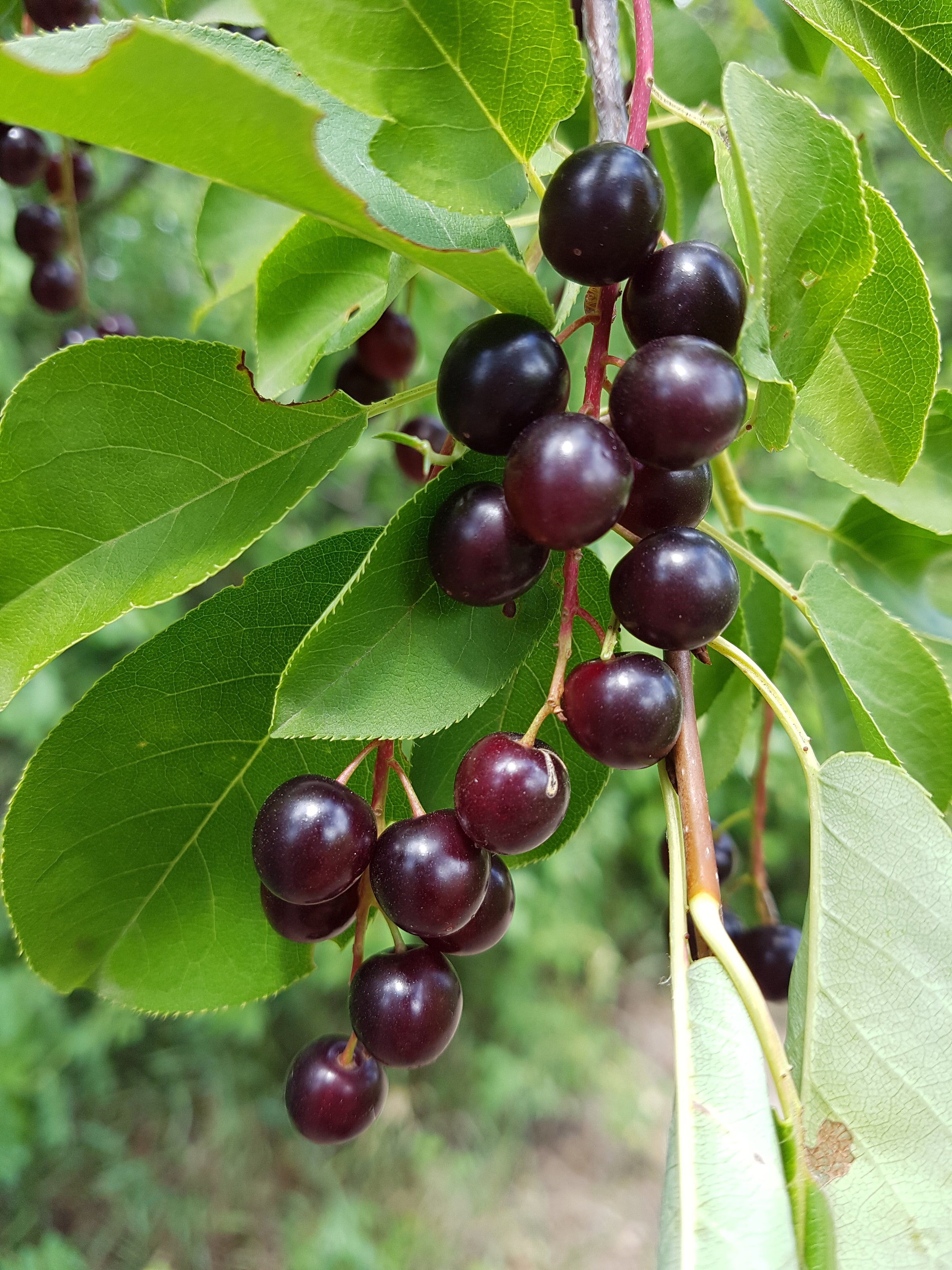 Choke Cherry Tree Seeds Canada Grown, Hardy Perennial White Flower ...