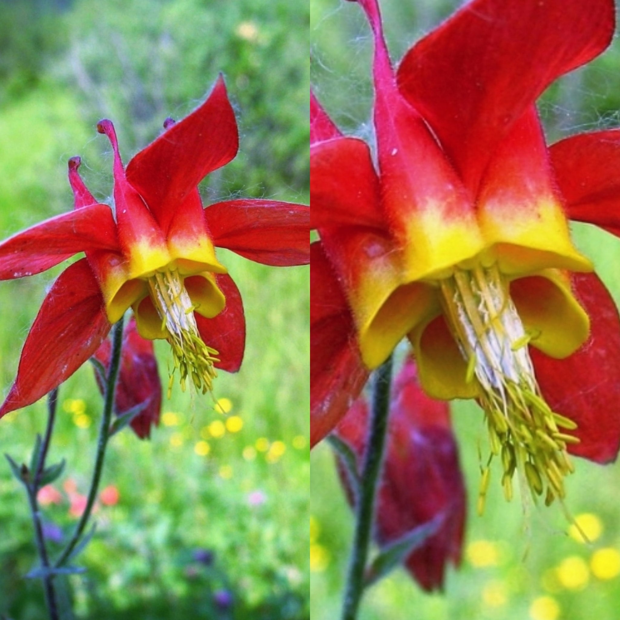 Wild Columbine Seeds Canada, Aquilegia Canadensis, Native Flower ...