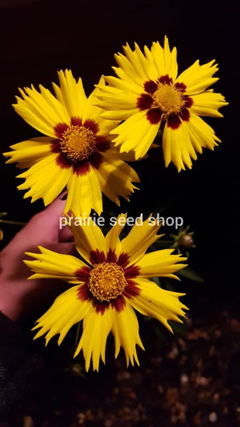 Tickseed Flower Seeds Canada, Pot Of Gold Coreopsis Calliopsis, Golden ...