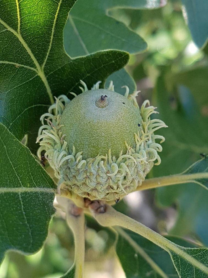 Bur Oak Tree Seeds Canada, Hardy Zone 3-8, Scrub Prairie Mossycup Burr ...