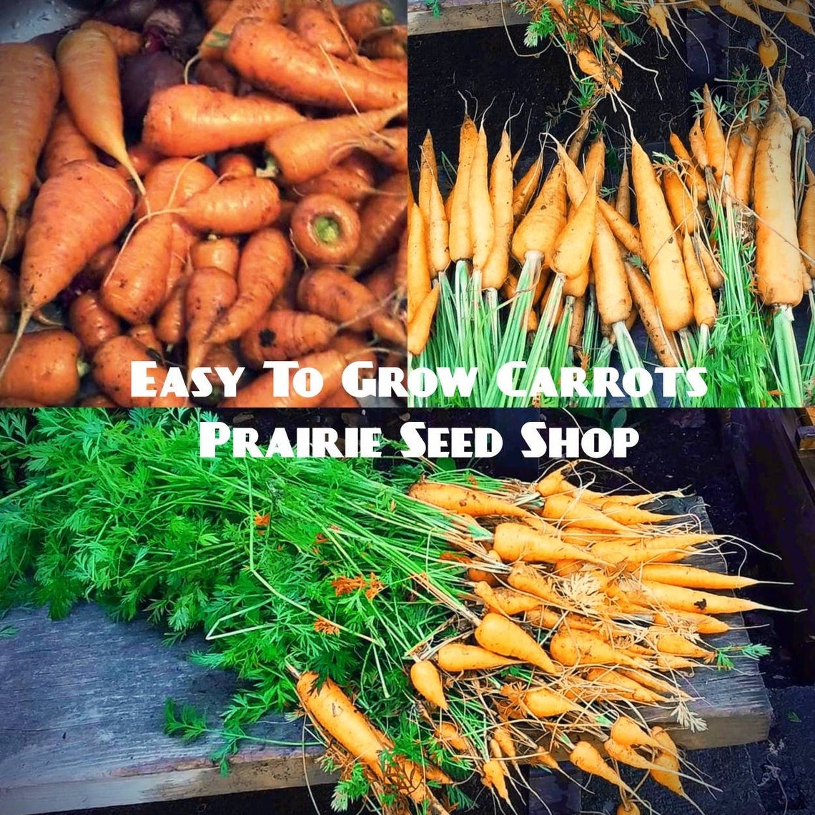 Carrot Seeds, Easy To Grow Nantes Vegetable, Bulk 100 Seeds | Prairie ...