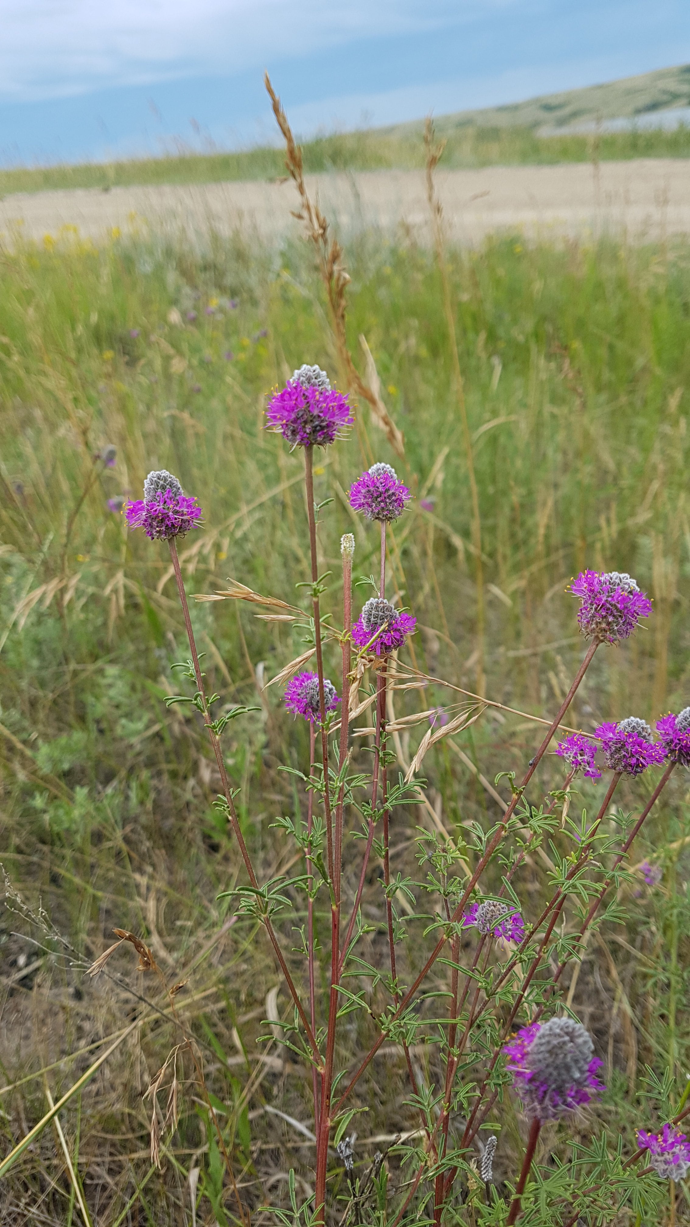 Purple Prairie Clover Seeds Canada, Perennial Native Canadian Wild ...