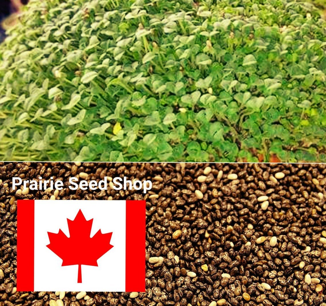 Grow Your Own Chia Plants | Bulk Chia Seeds | Excellent Germination ...