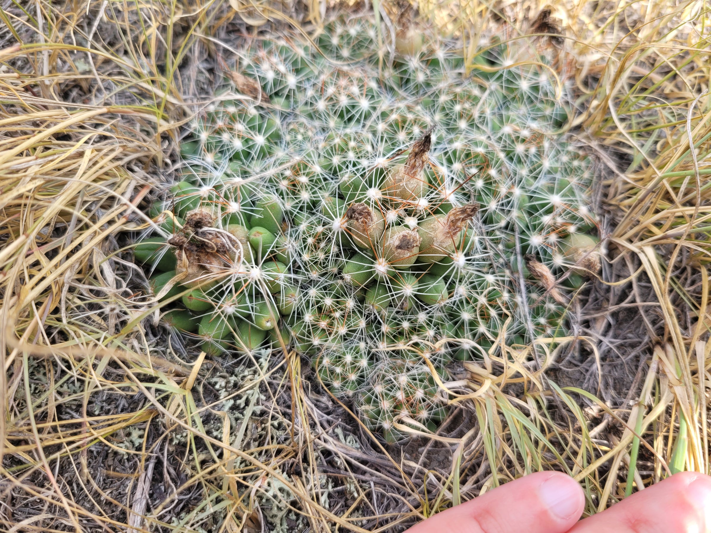 RARE Spinystar Cactus Seeds Canada, Native Canadian Perennial Cactus ...