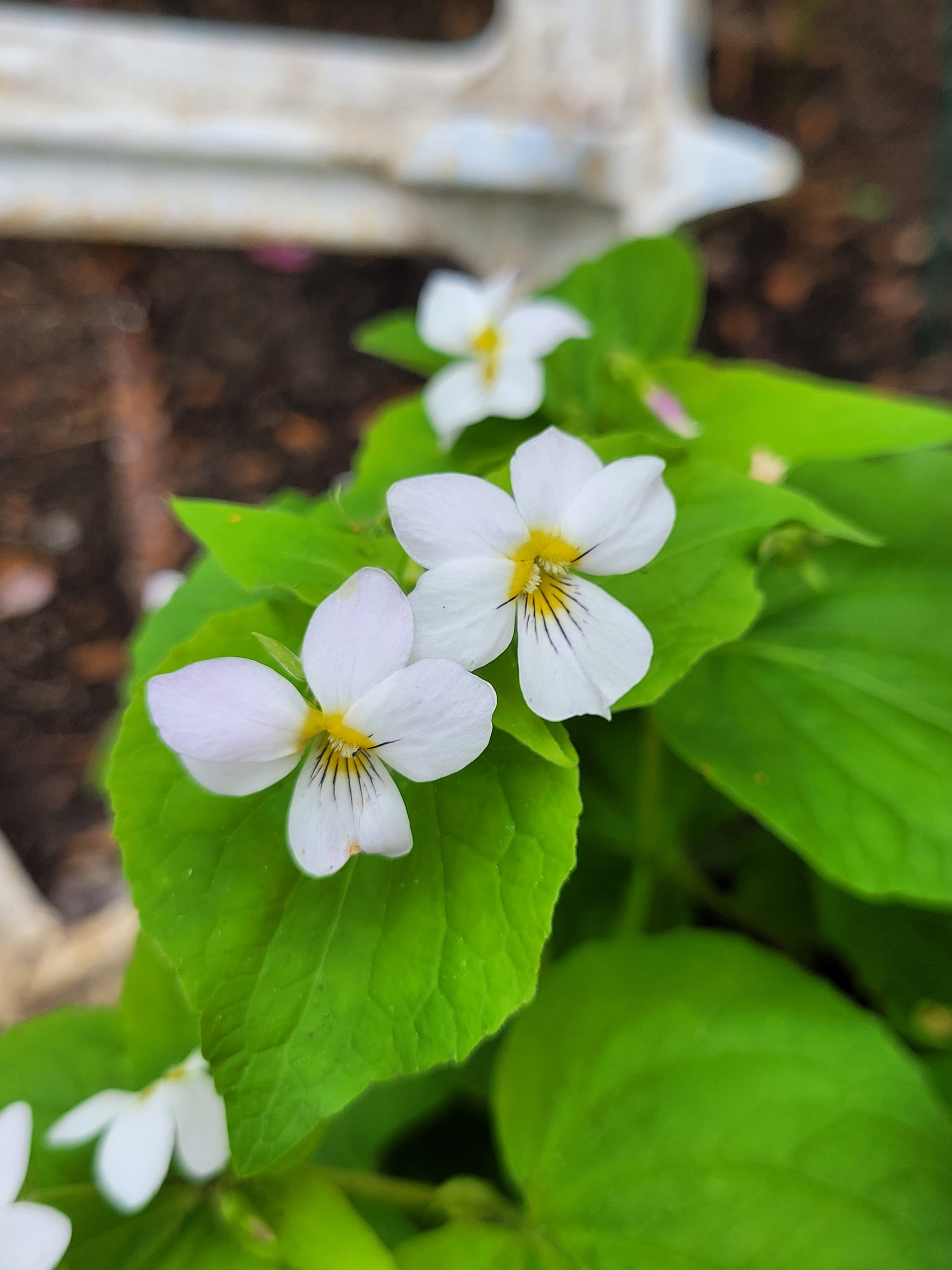 Canada Violet Seeds, Viola Canadensis, Native White Violet, Wood Violet ...