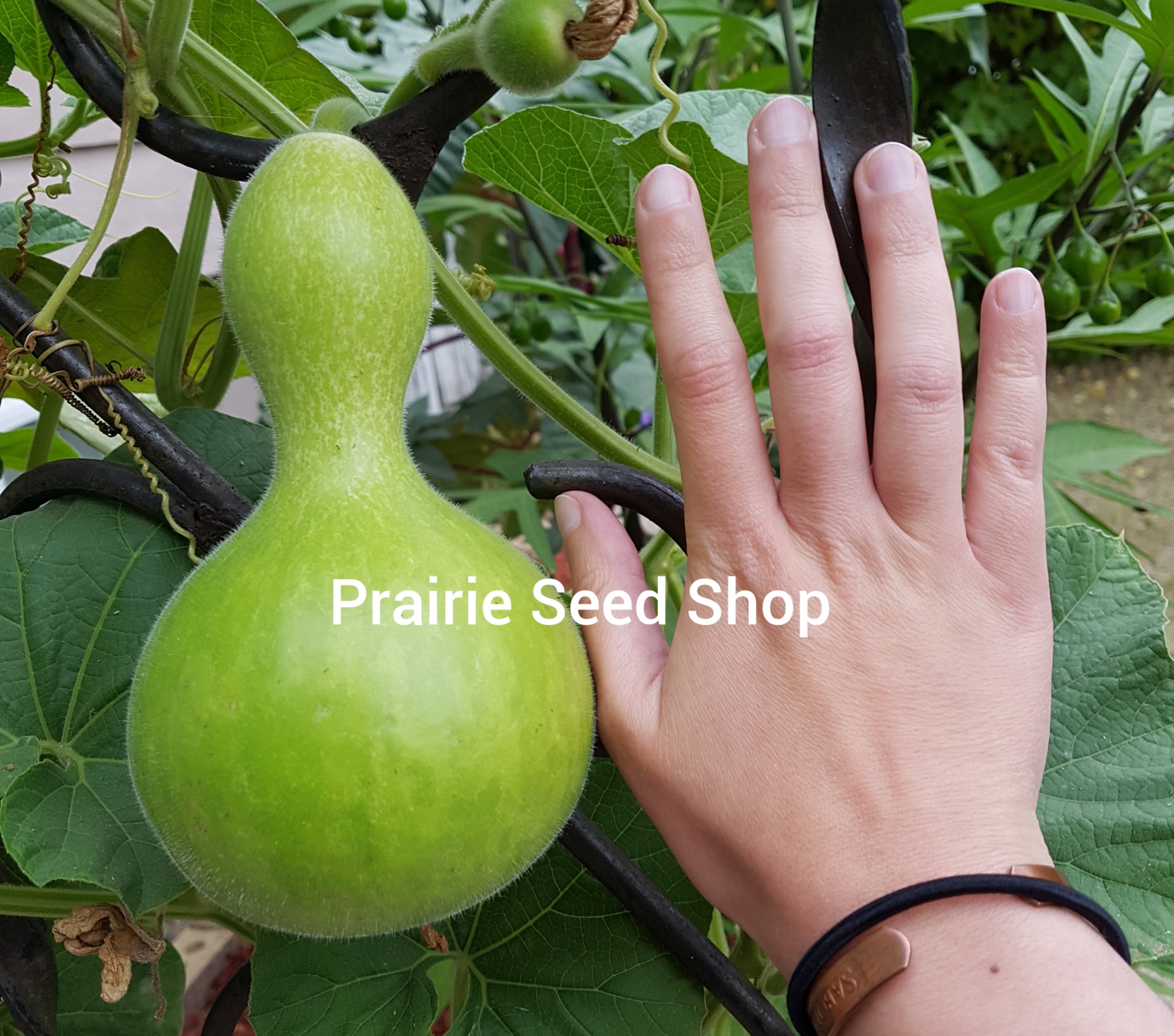 Birdhouse Gourd Vine Seeds Canada, Grow Your Own Bird House, Bottle ...