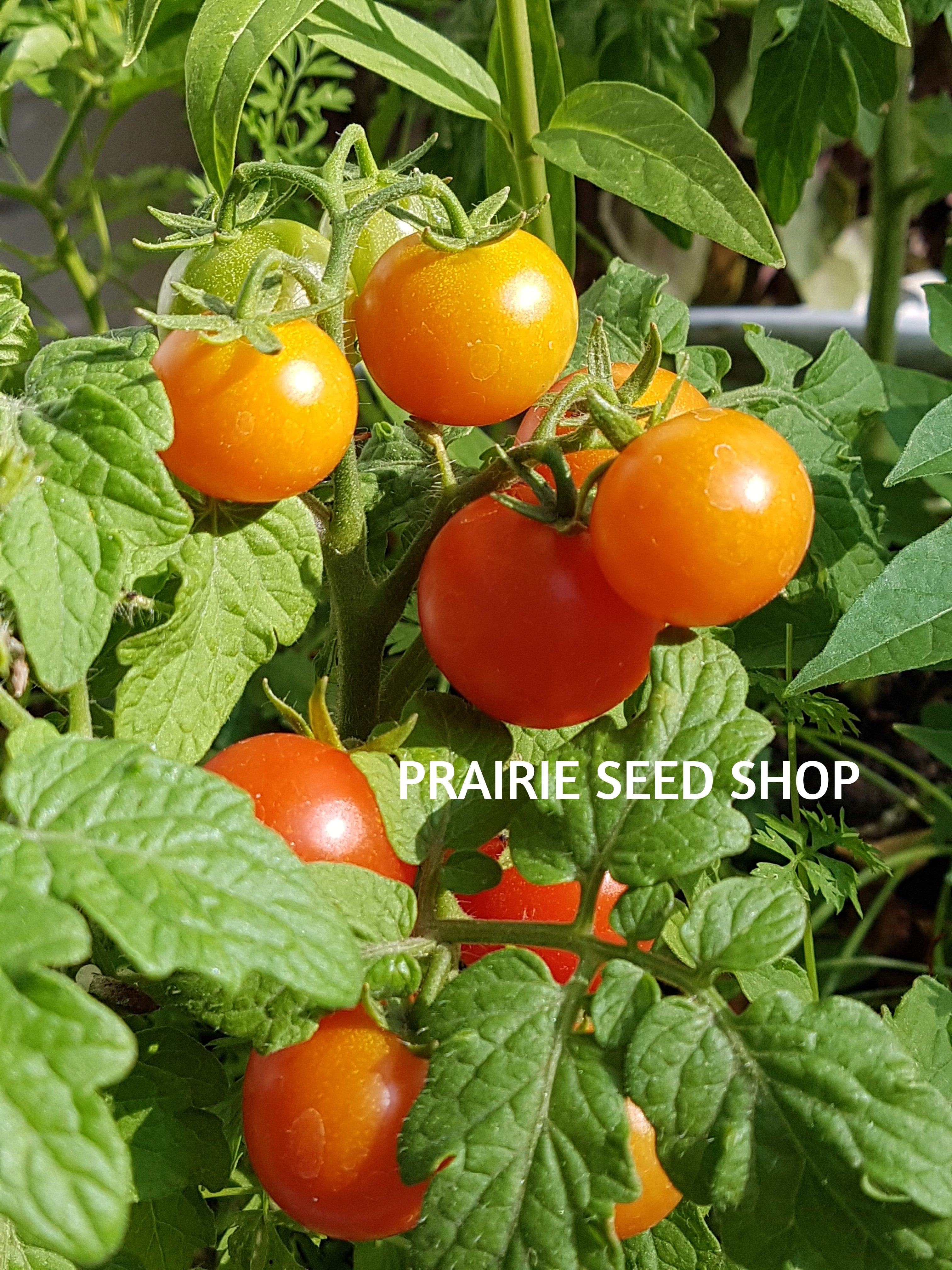 Tiny Tim Micro Dwarf Cherry Tomato Seeds Canada, Indoor Container ...