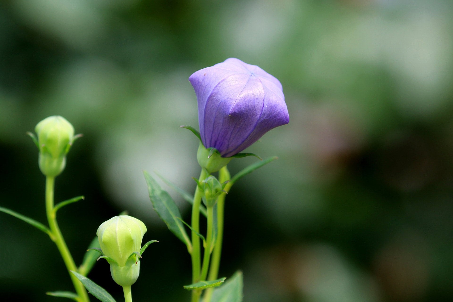 Balloon Flower Seeds Canada, Platycodon Grandiflora, Purple Flower ...