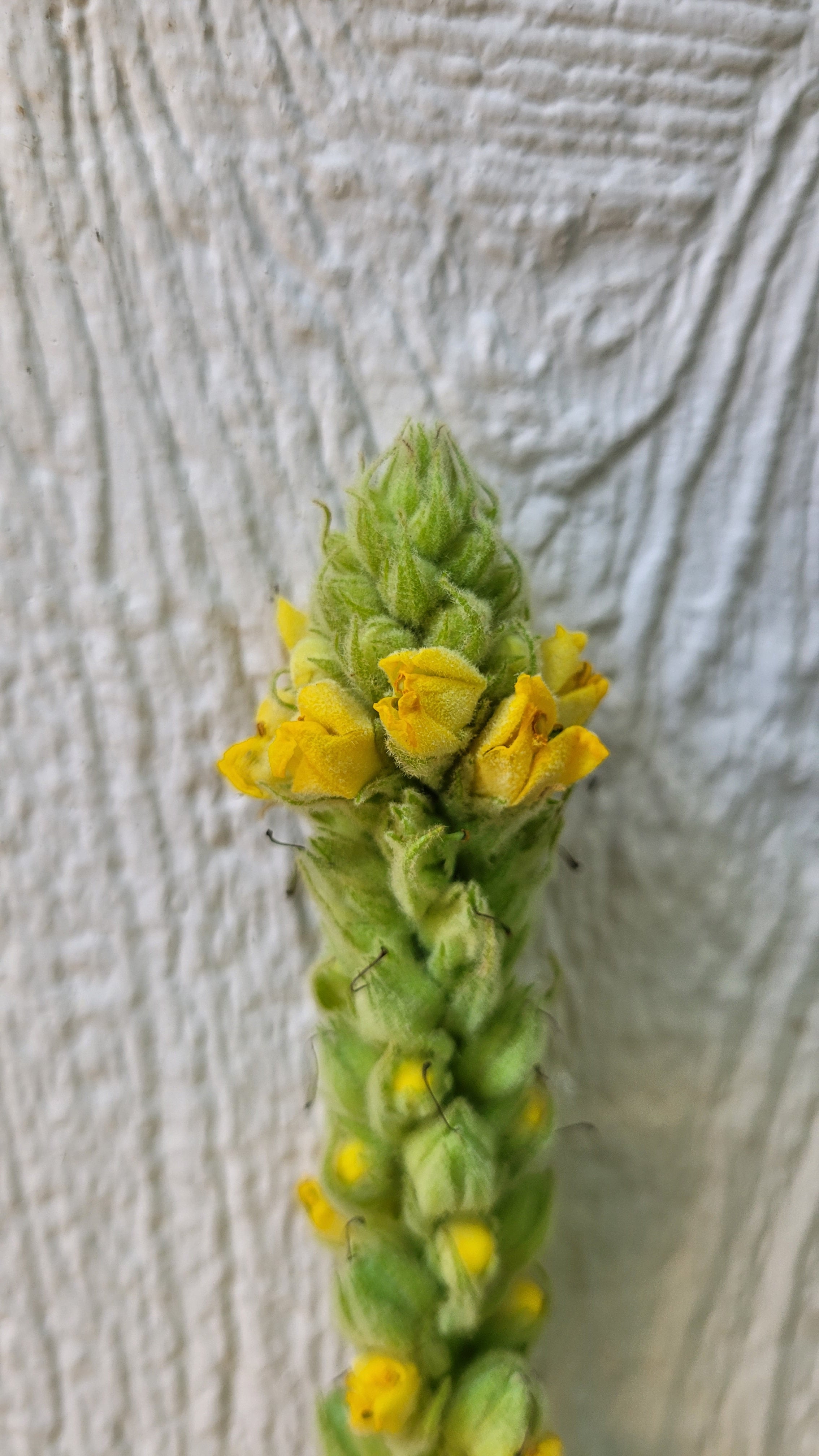 Great Mullein Seeds Canada, Verbascum Thapsus, Mullien, Tall Yellow ...