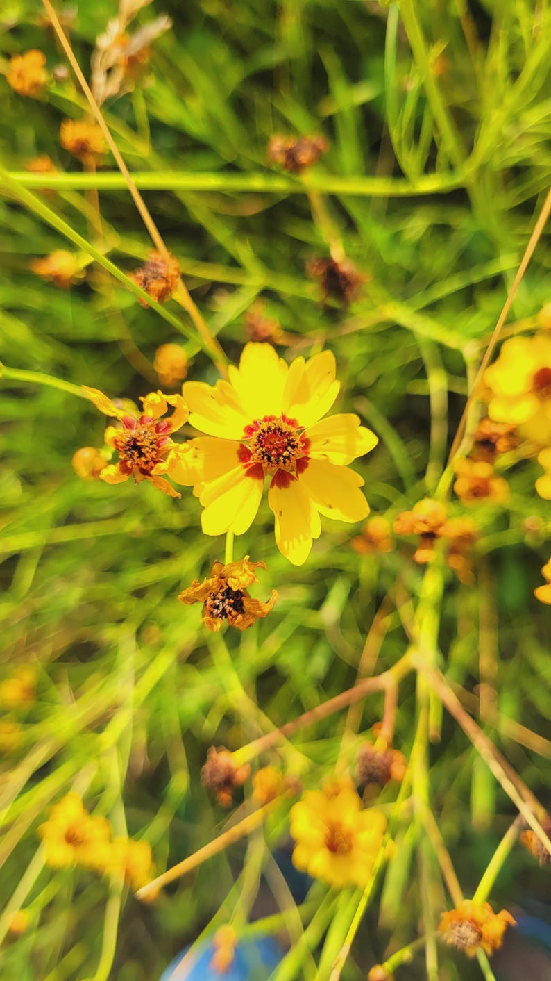 Plains Coreopsis Seeds Canada, Native Canadian Wildflowers, Prairie ...
