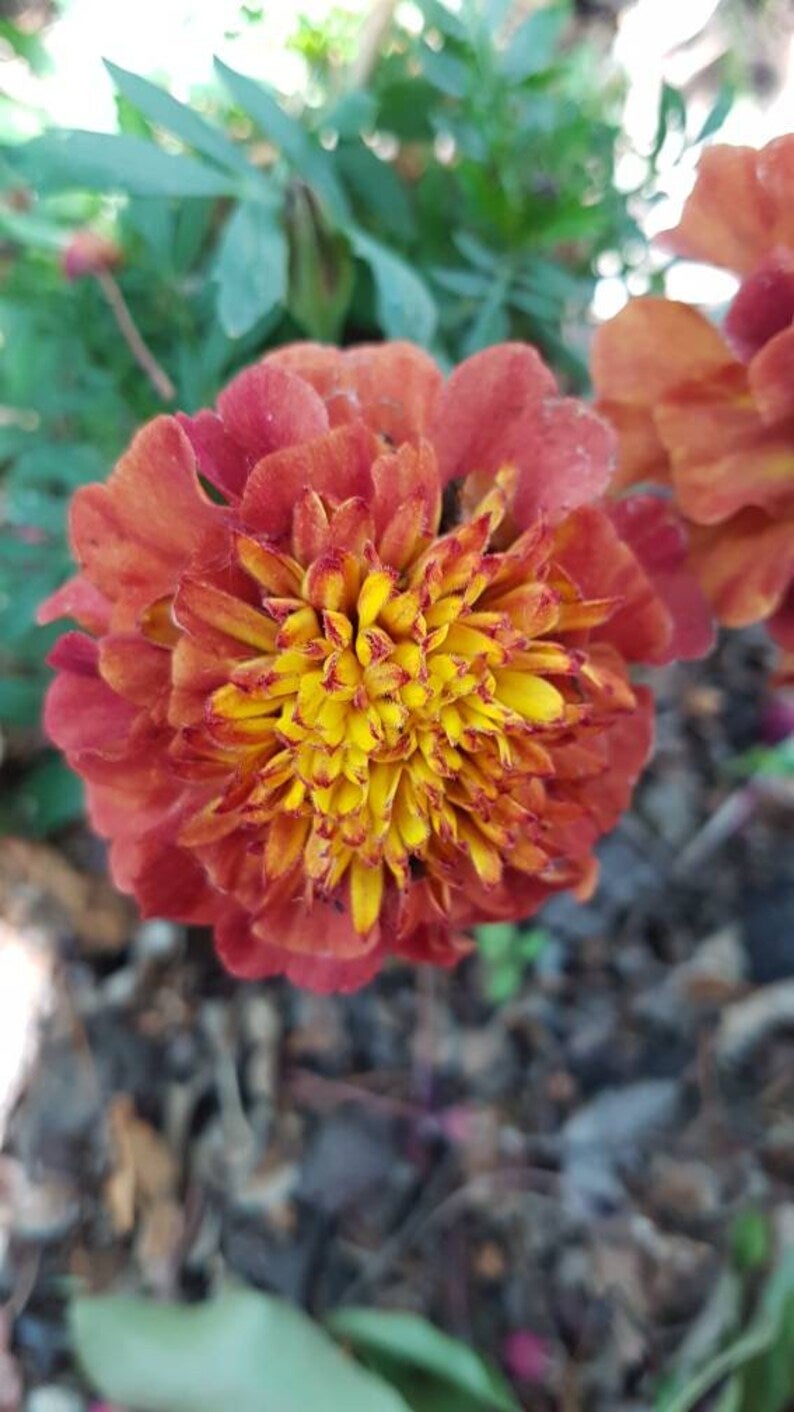 Pink Marigold Flower Seeds Canada, Rare Strawberry Blonde Salmon Annual ...