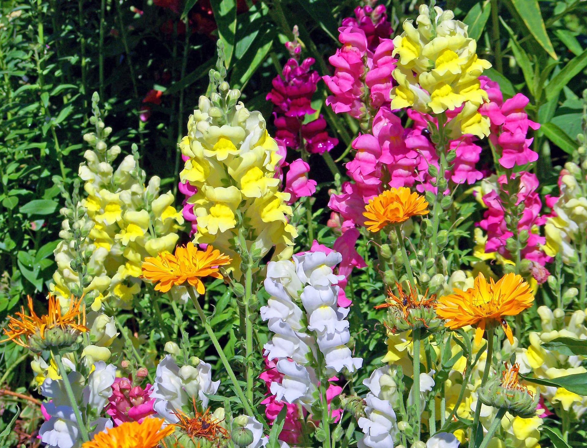 Mixed Color Snapdragon Flower Seeds Canada, Annual, Perennial Zone 7-9 ...