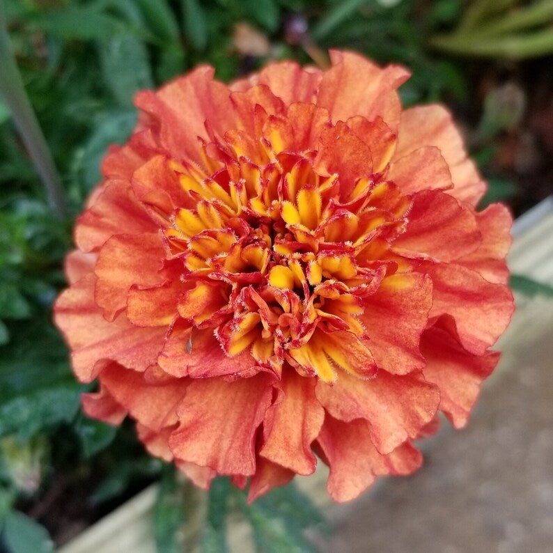 Pink Marigold Flower Seeds Canada, Rare Strawberry Blonde Salmon Annual ...