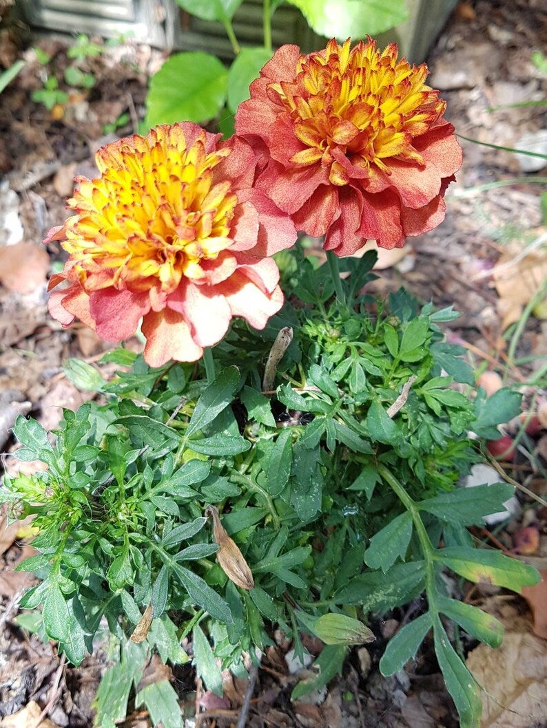 Pink Marigold Flower Seeds Canada, Rare Strawberry Blonde Salmon Annual ...