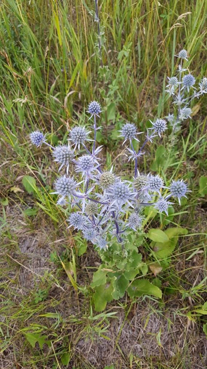 BLUE Alpine Sea Holly Seeds Canada, Rare Perennial Flower, Eryngium ...