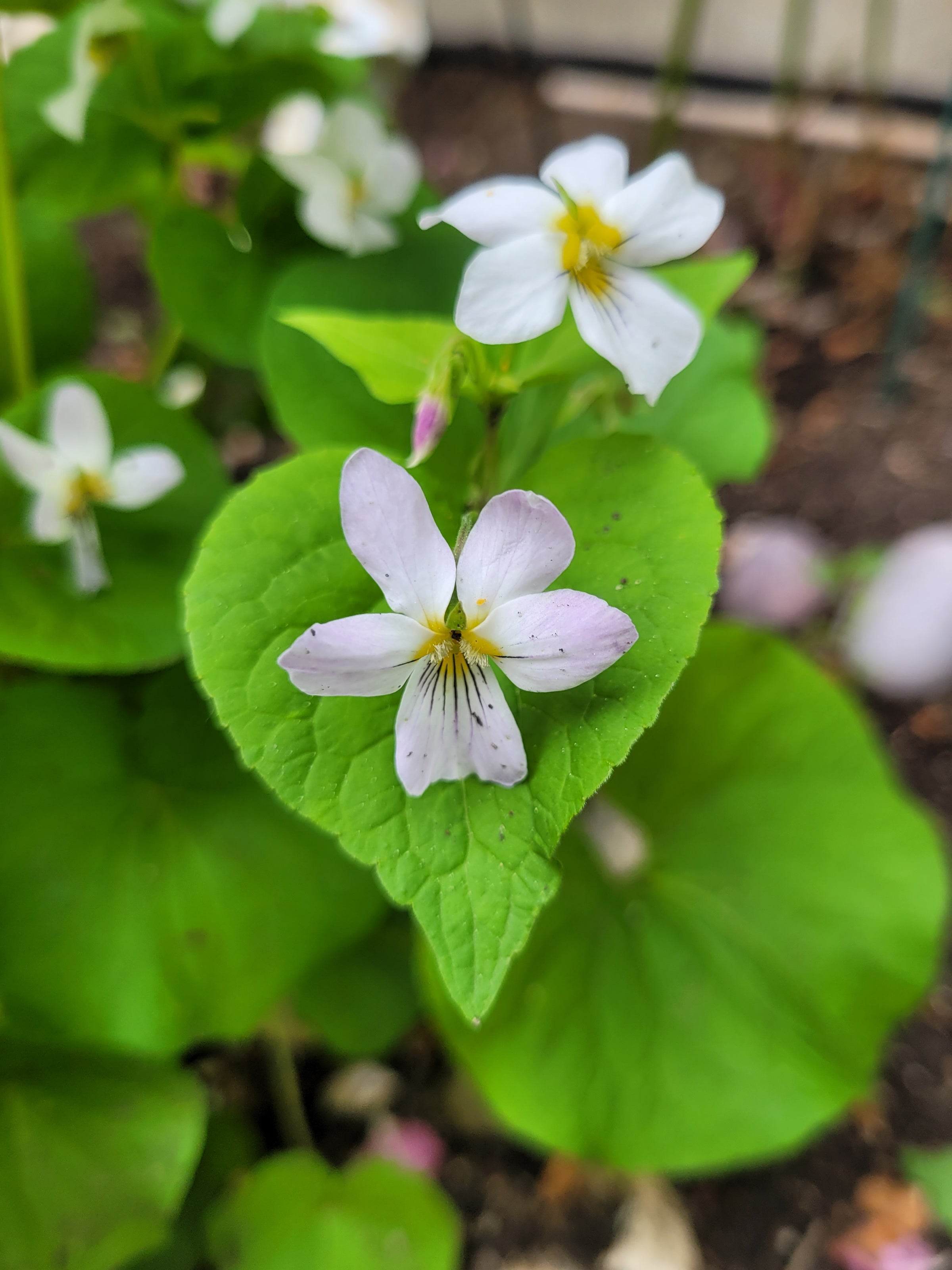 Canada Violet Seeds, Viola Canadensis, Native White Violet, Wood Violet ...