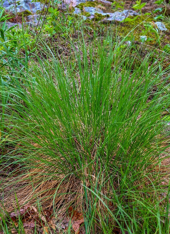 Prairie Dropseed Seeds Canada, Sporobulus Heterolepis, Native Canadian ...
