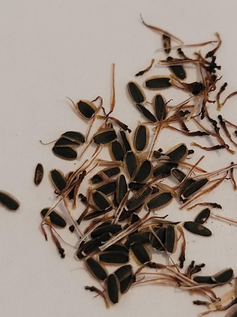 Plains Coreopsis Seeds Canada, Native Canadian Wildflowers, Prairie ...