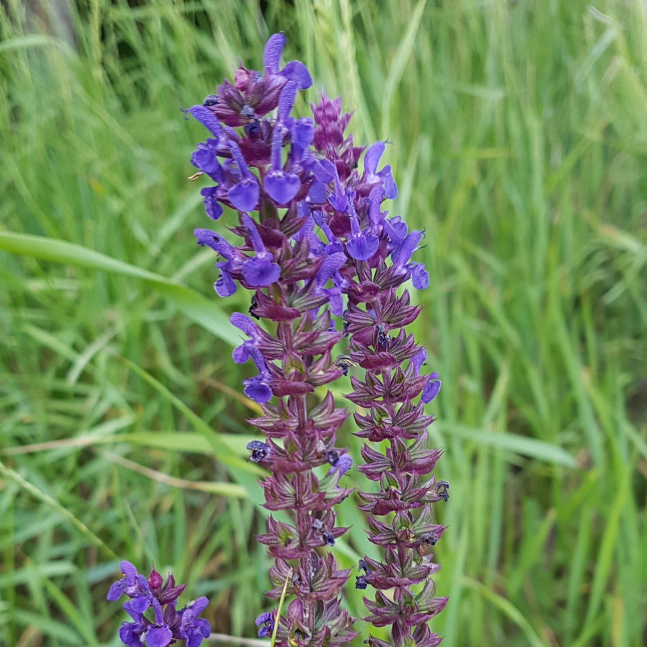 Woodland Sage Seeds Canada, Purple Sage Flower, Violet Wood Sage, Salvia Nemorosa, Hardy ...