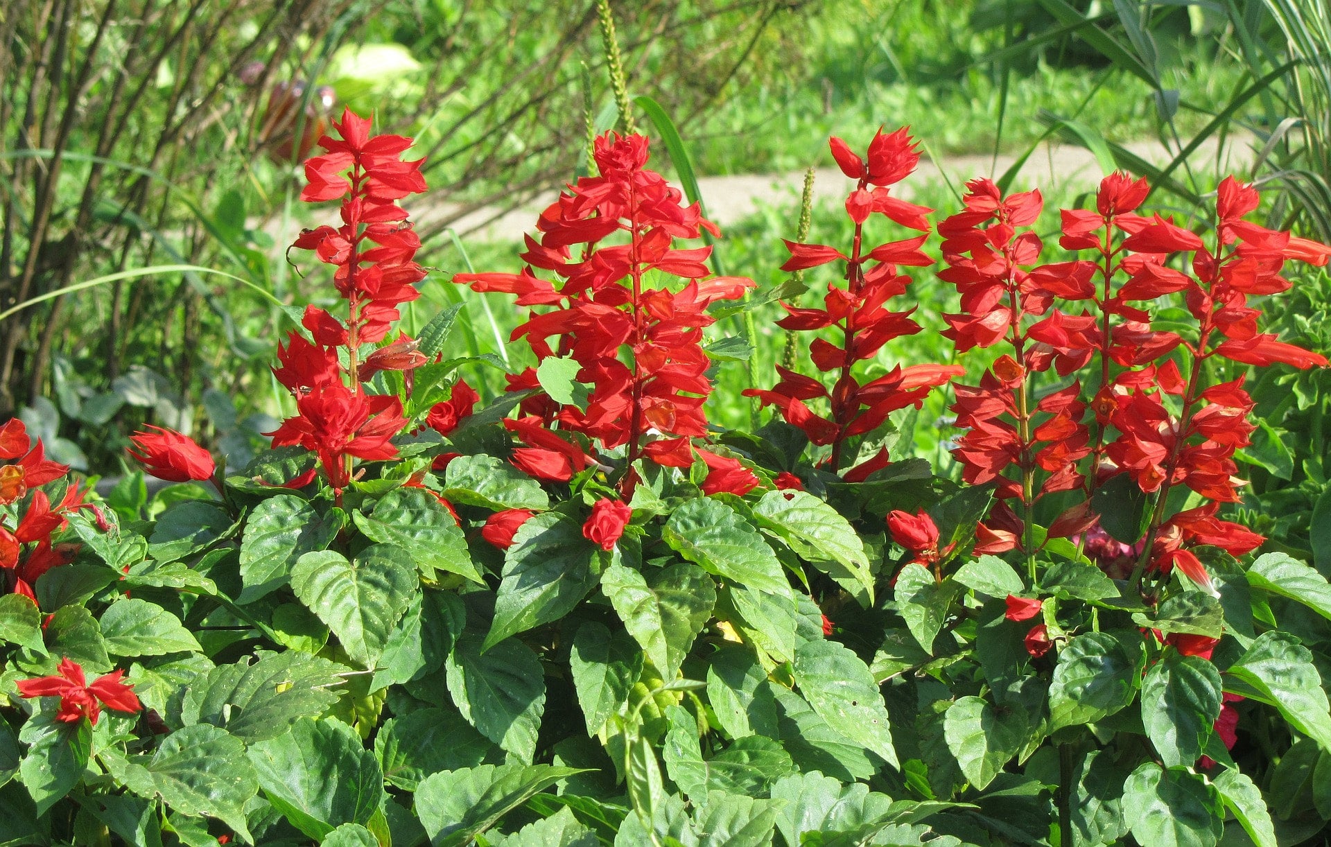 RARE Scarlet Sage Seeds Canada, Red Salvia Flower, Fiery Salvia ...