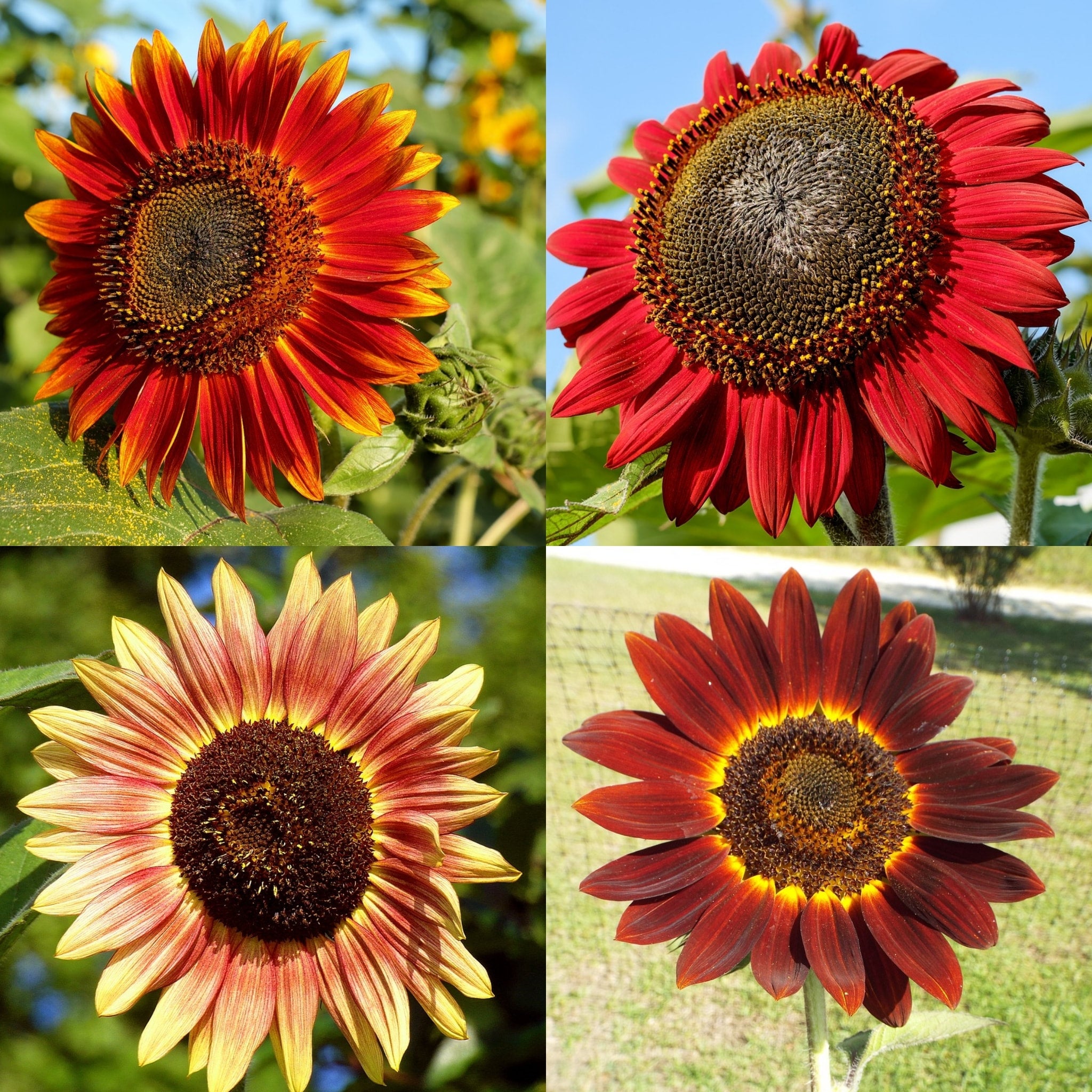 Pink Sunflower Seed Mix, Shades of Pink Red Crimson Rust Burgundy, Sun ...