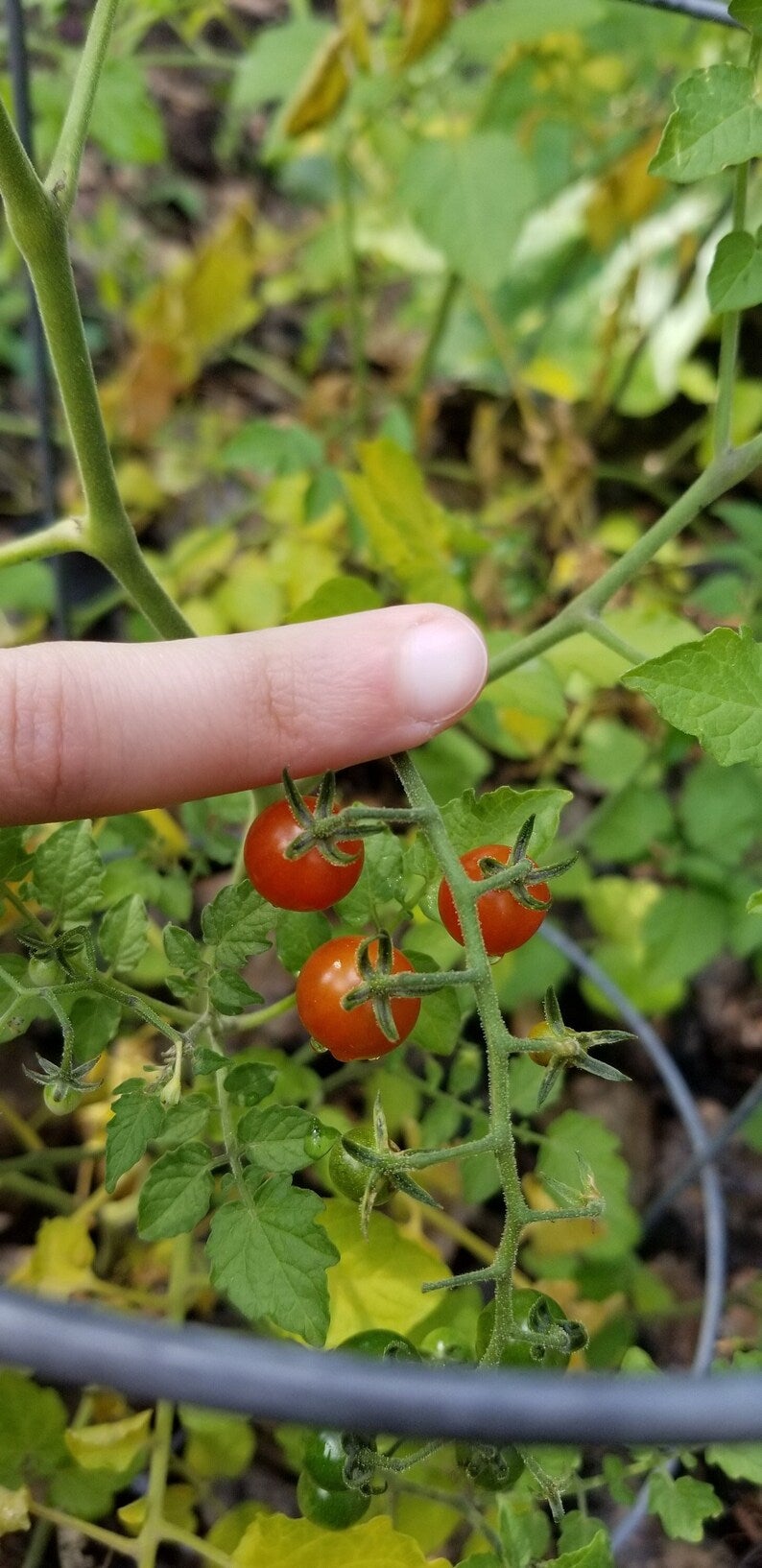 RARE Spoon Tomato Seeds Canada, Tiny Tomato, Small Red Tomato Plant ...