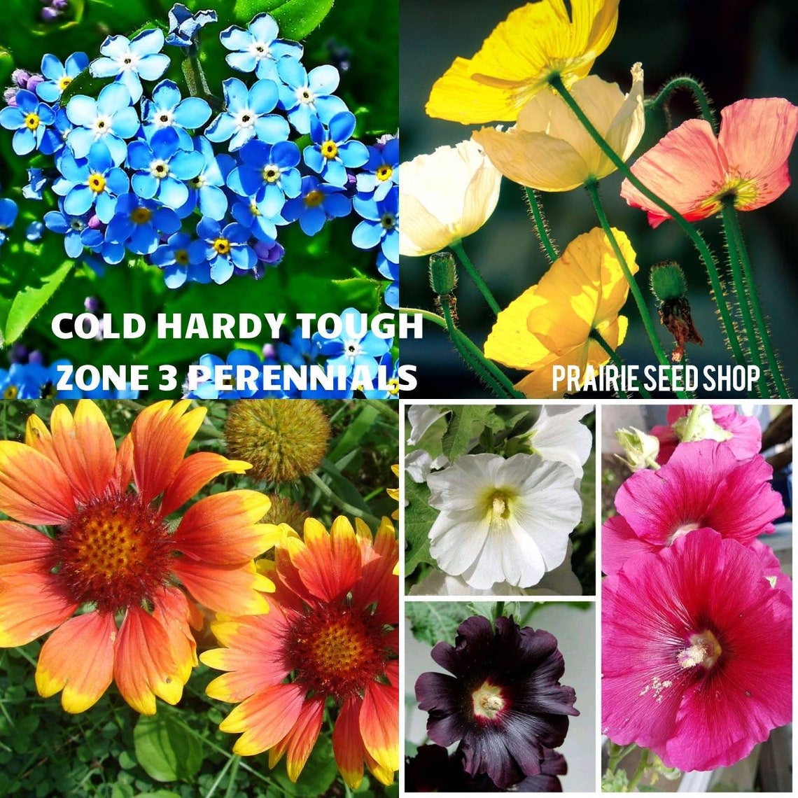 Extreme Cold Hardy Butterfly Garden Perennial Flower Seeds Variety Pack ...