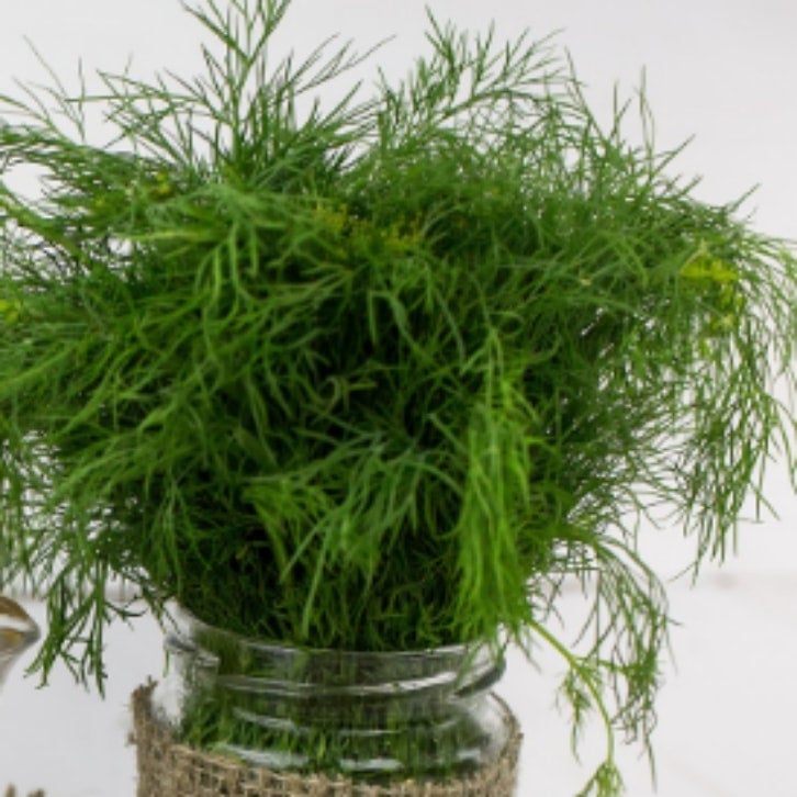 Dwarf Dill Seeds Canada, Compact Variety For Container Gardening, Patio ...