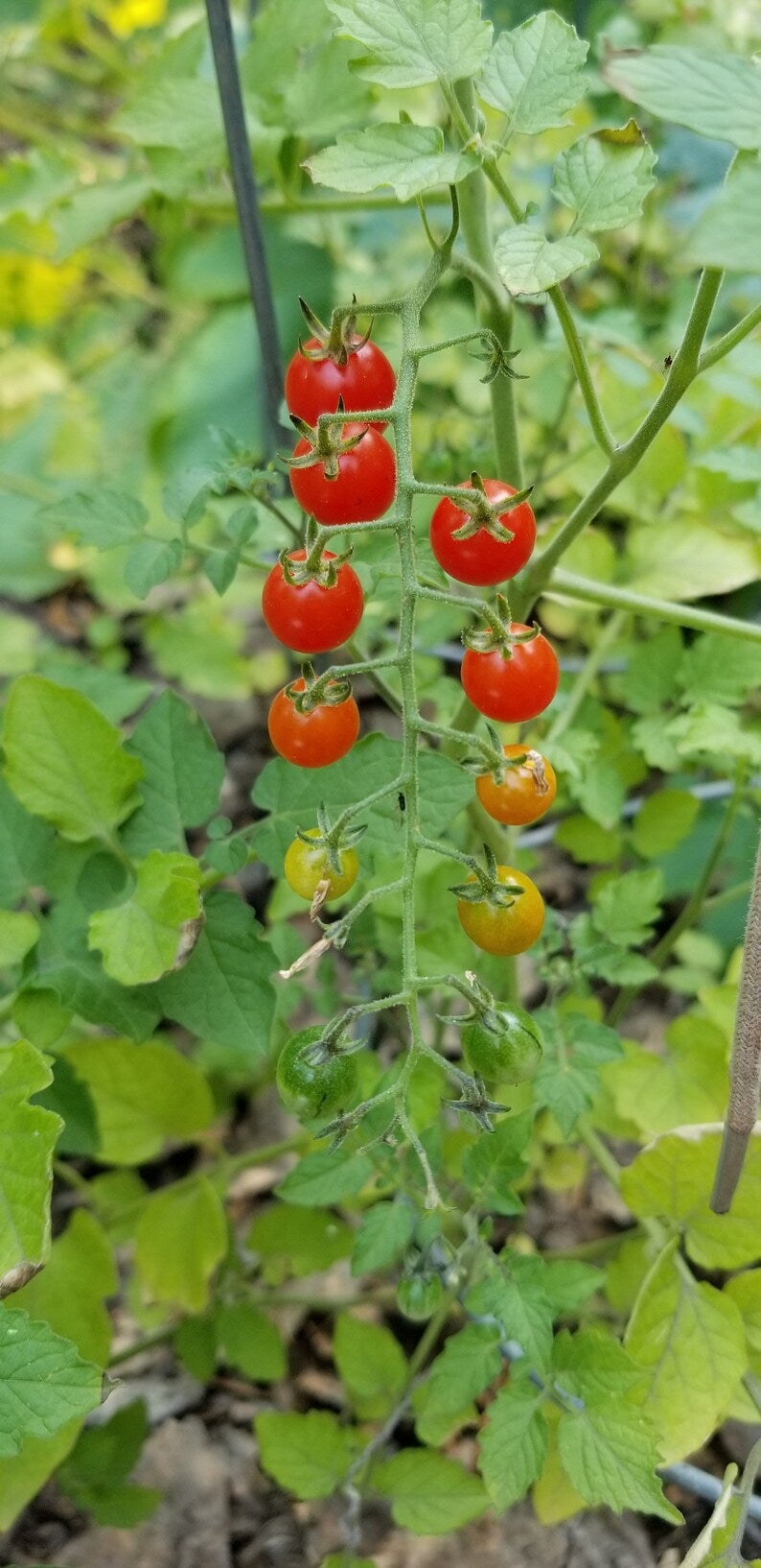 RARE Spoon Tomato Seeds Canada, Tiny Tomato, Small Red Tomato Plant ...