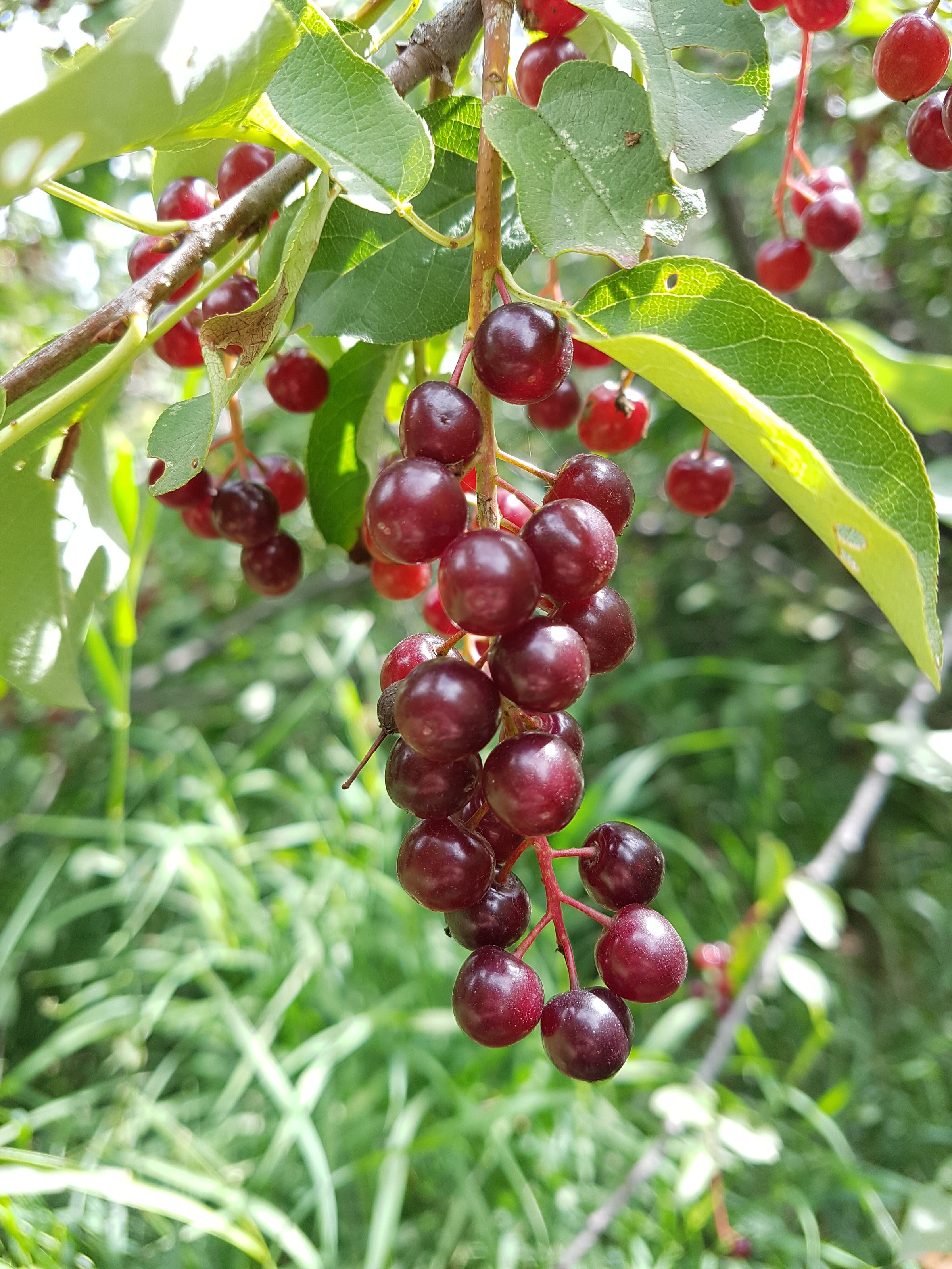 Choke Cherry Tree Seeds Canada Grown, Hardy Perennial White Flower ...