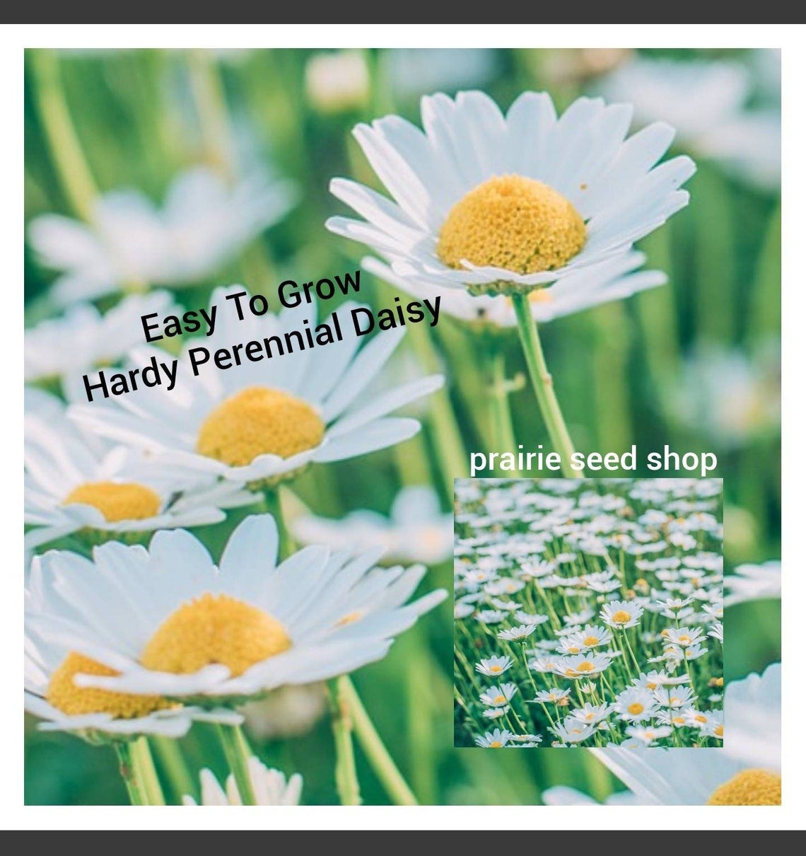 White Marguerite Shasta Daisy Seeds Canada, Hardy Perennial Flower ...