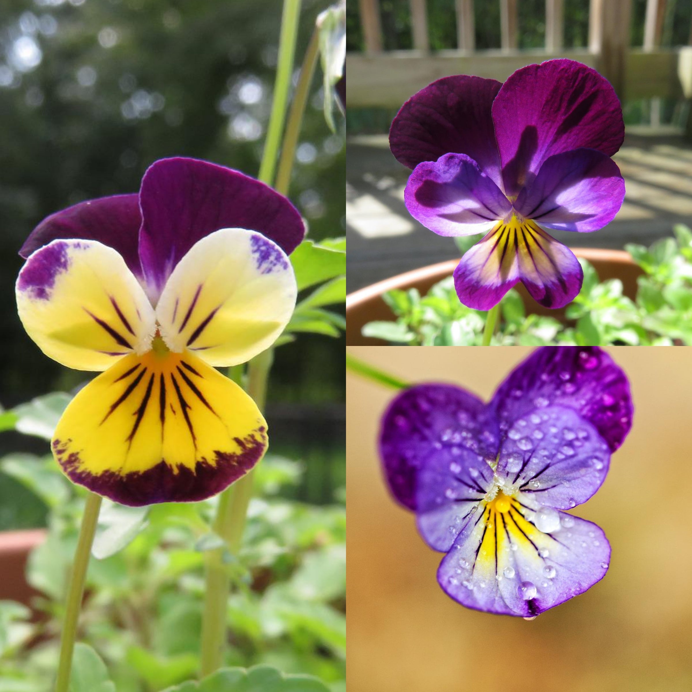 Johnny Jump Up Viola Tricolor Flower Seeds, Perennial Jolly-Jump-Up ...