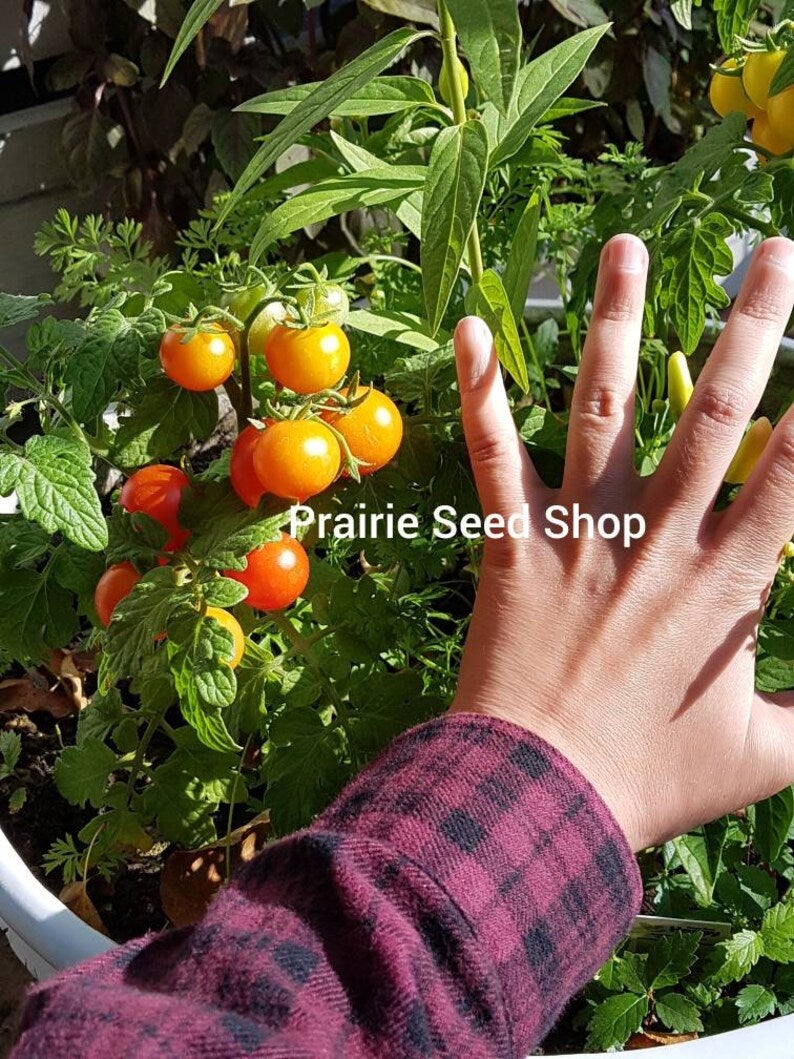 Red Robin Micro Dwarf Cherry Tomato Seeds Canada, Indoor Container ...