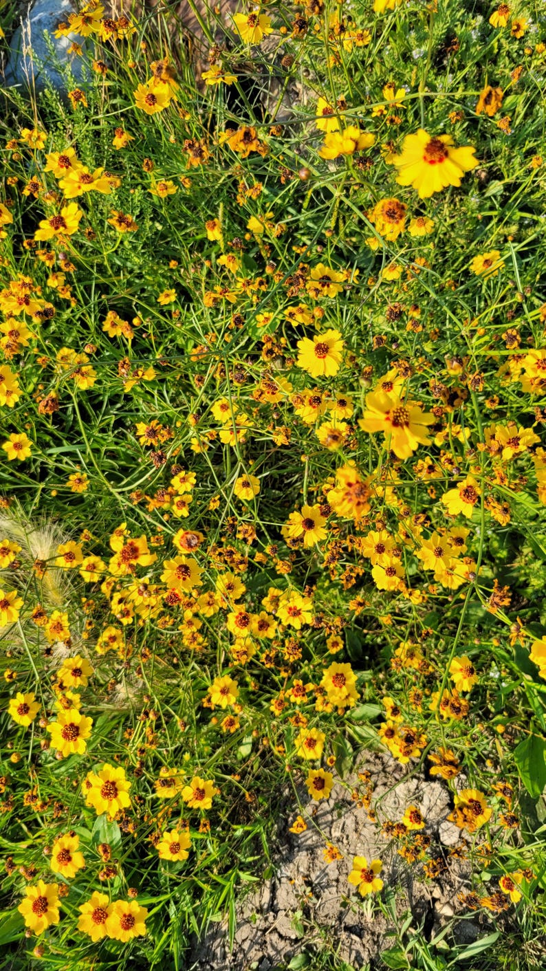 Plains Coreopsis Seeds Canada, Native Canadian Wildflowers, Prairie ...