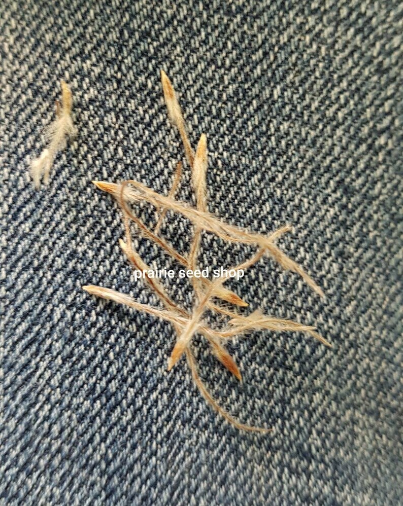 Prairie Crocus Seeds Canada, Anemone Patens, Mayflower, Pasque Flower ...