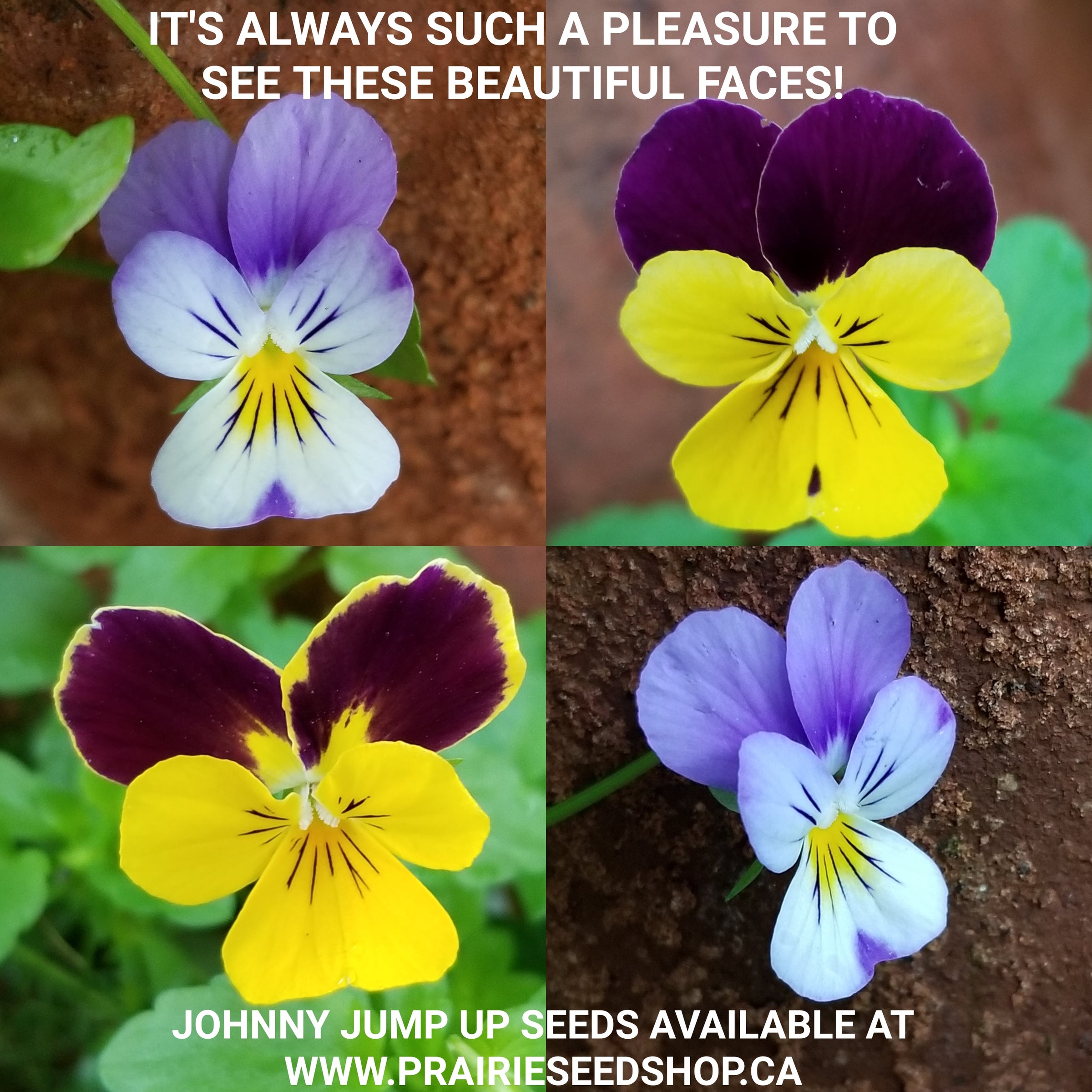 Johnny Jump Up Viola Tricolor Flower Seeds, Perennial Jolly-Jump-Up ...