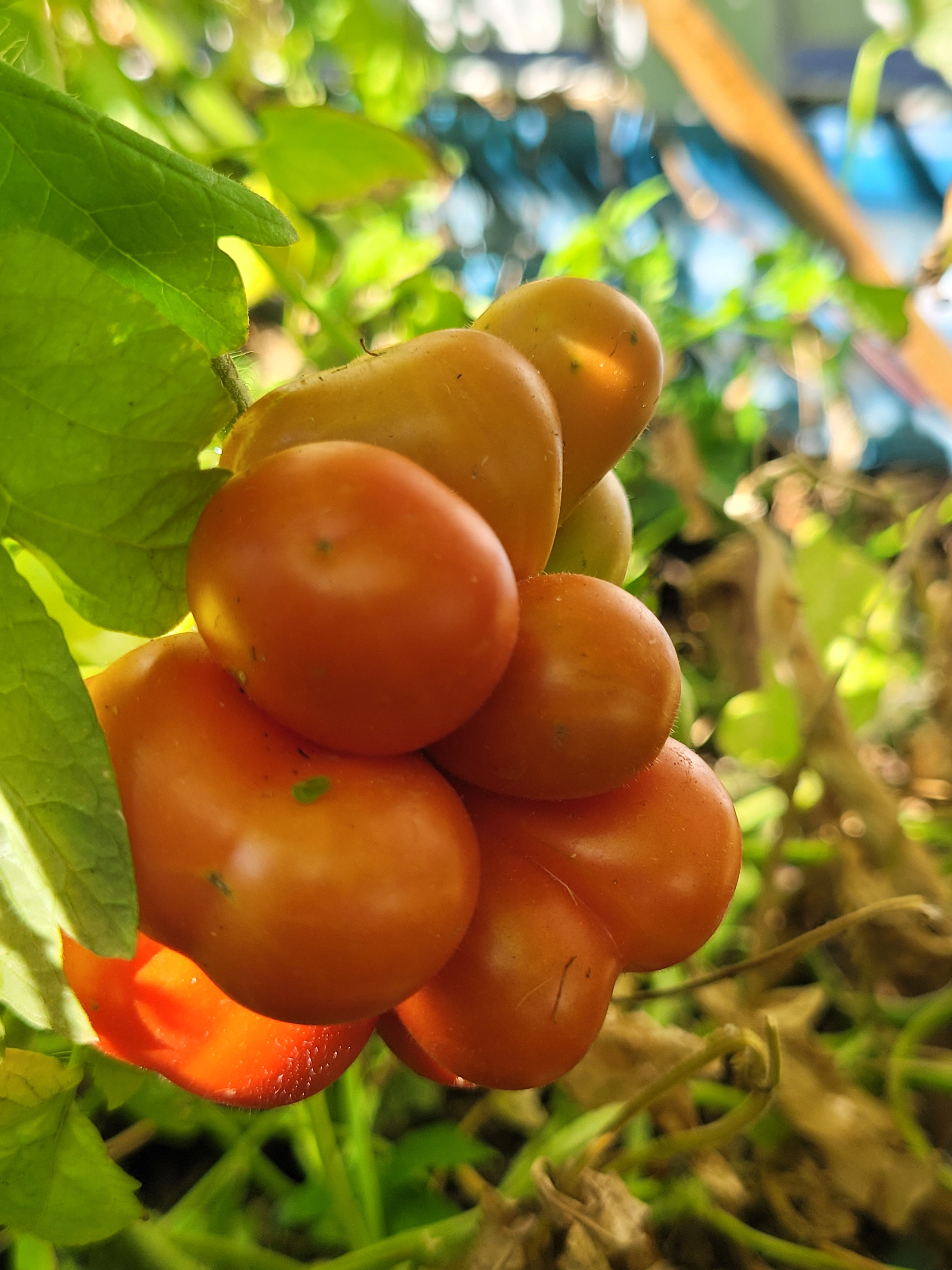 RARE Voyager Tomato Seeds Canada, Traveler Tomato, Multi Lobed Tomato ...