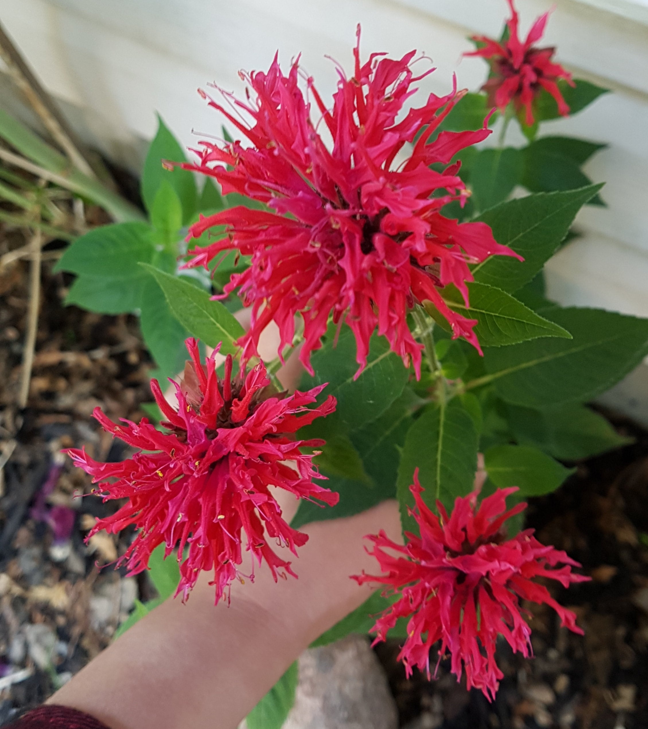 Scarlet Bee Balm Flower Seeds Canada, Pink Monarda Didyma, Bergamot ...