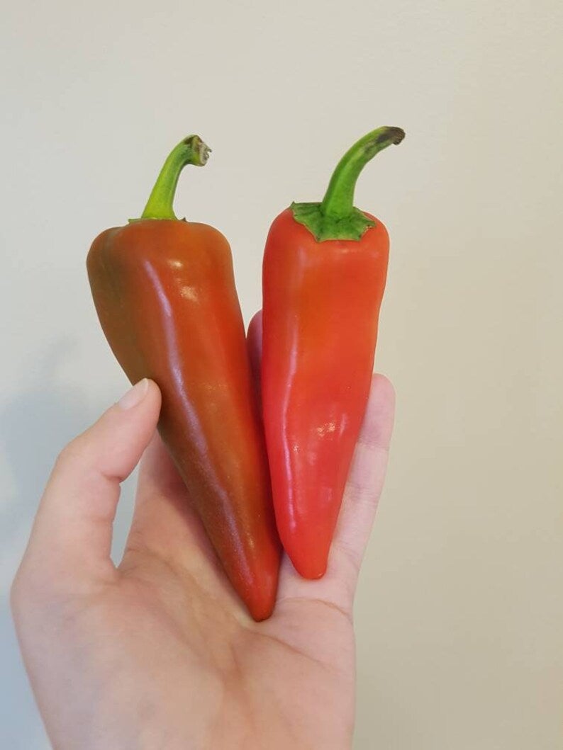 Semi Jalapeno AWESOME ASSORTED CHILI PEPPER SEEDS 21 Varieties You ...