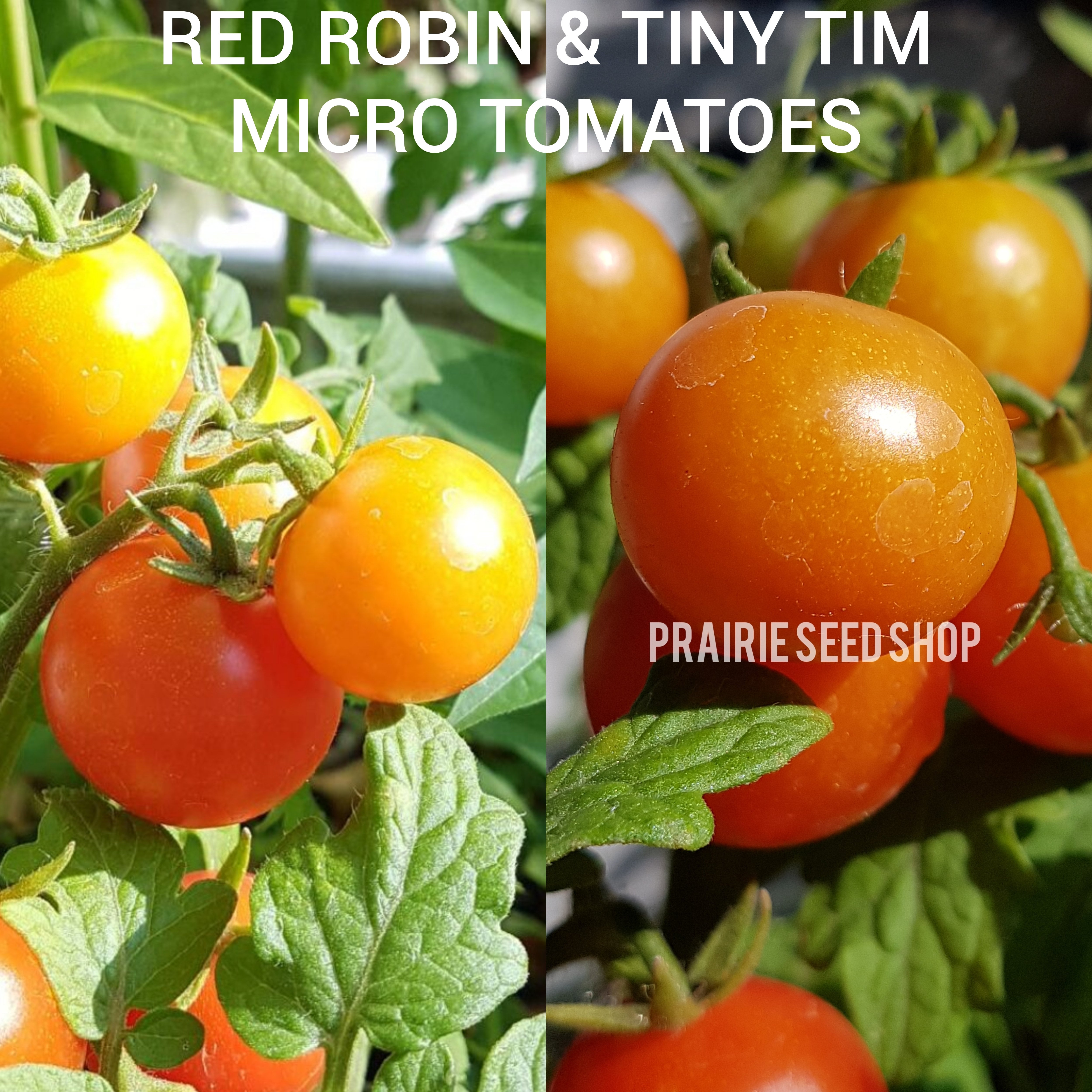 Tiny Tim & Red Robin Micro Dwarf Cherry Tomato Seed Blend, Seeds Canada ...